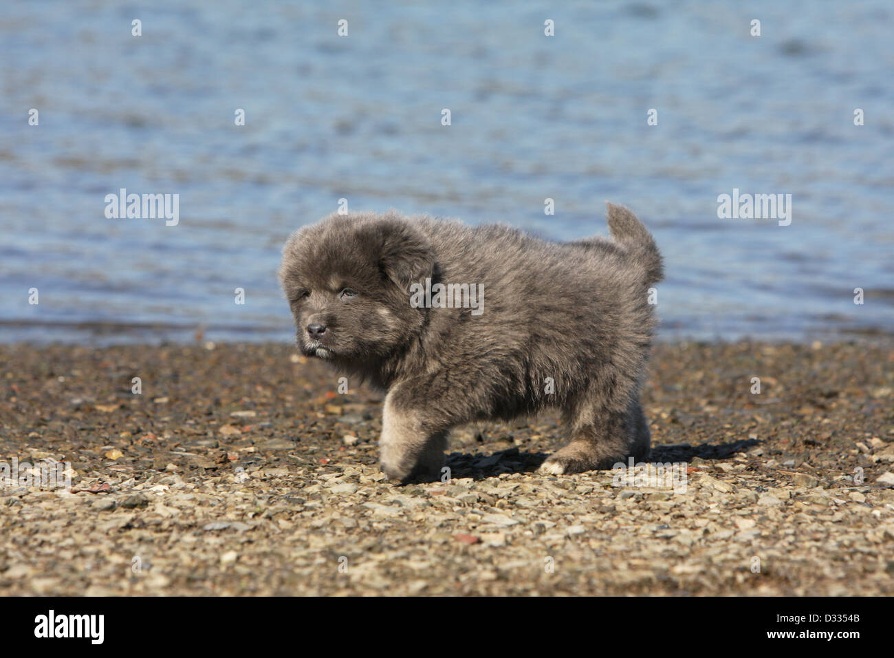 Dog Tibetan Mastiff / do-khyi / Tibetdogge puppy walking on the edge of ...