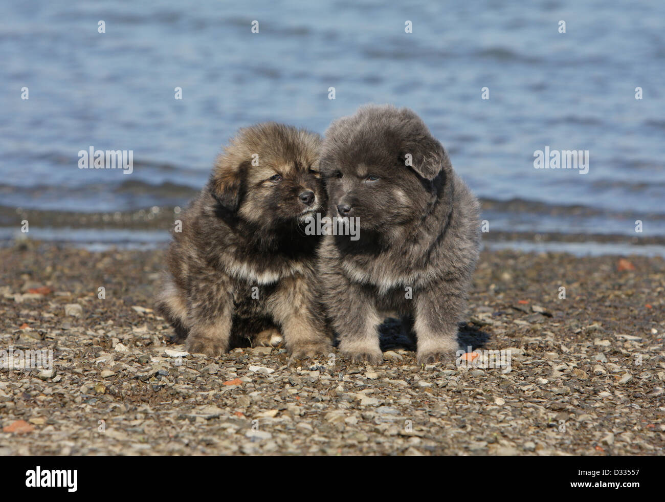 Dog Tibetan Mastiff / do-khyi / Tibetdogge two puppies different colors ...