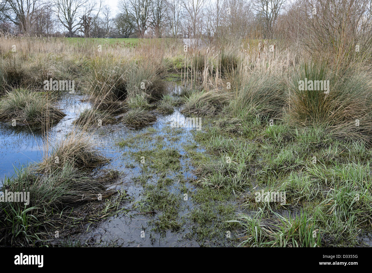 Flood plain boggy habitat creation off the bypass channel. River Quaggy ...
