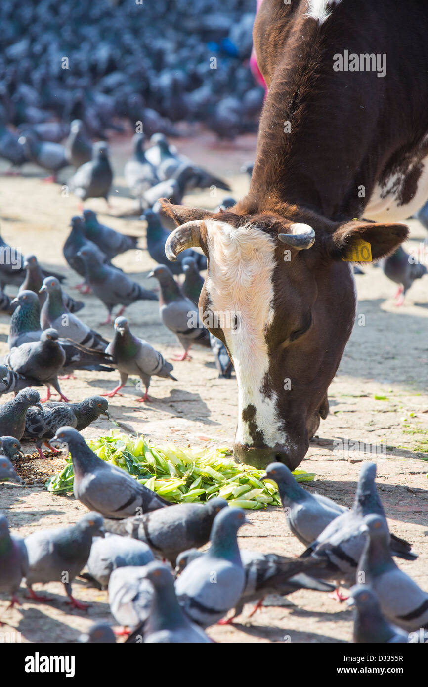 A cow and feral pigeons in Kathmandu Durbar Square. The square is a ...