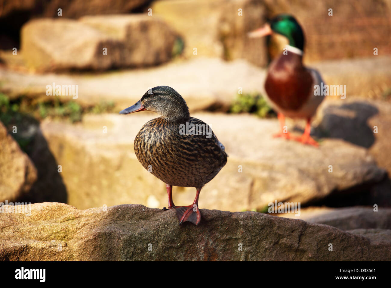 duck in zoo macro close up Stock Photo - Alamy