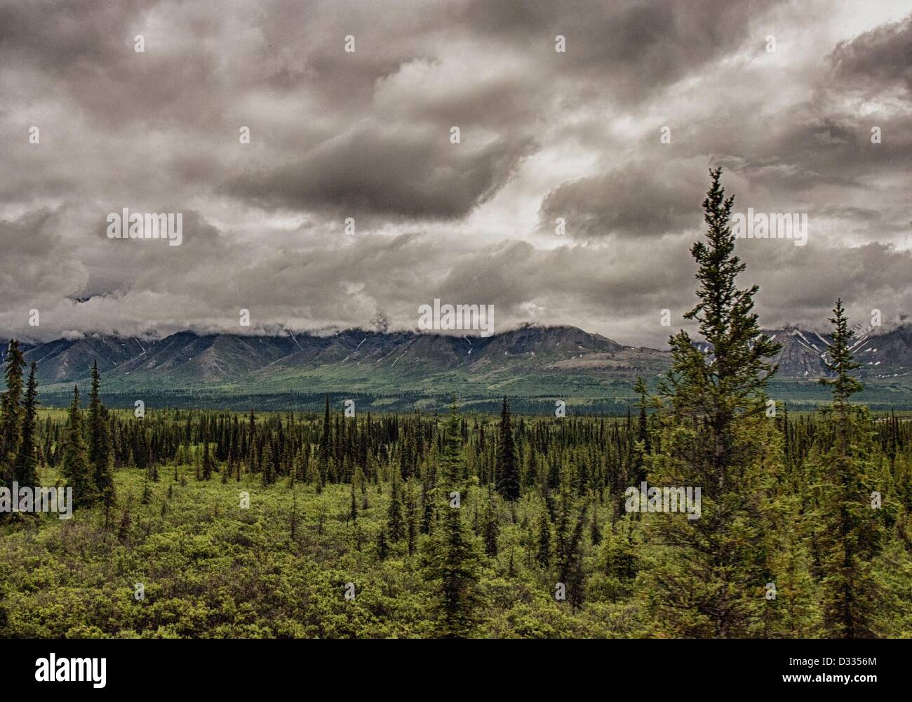 June 28, 2012 - Denali Borough, Alaska, US - The evergreen-dominated ...