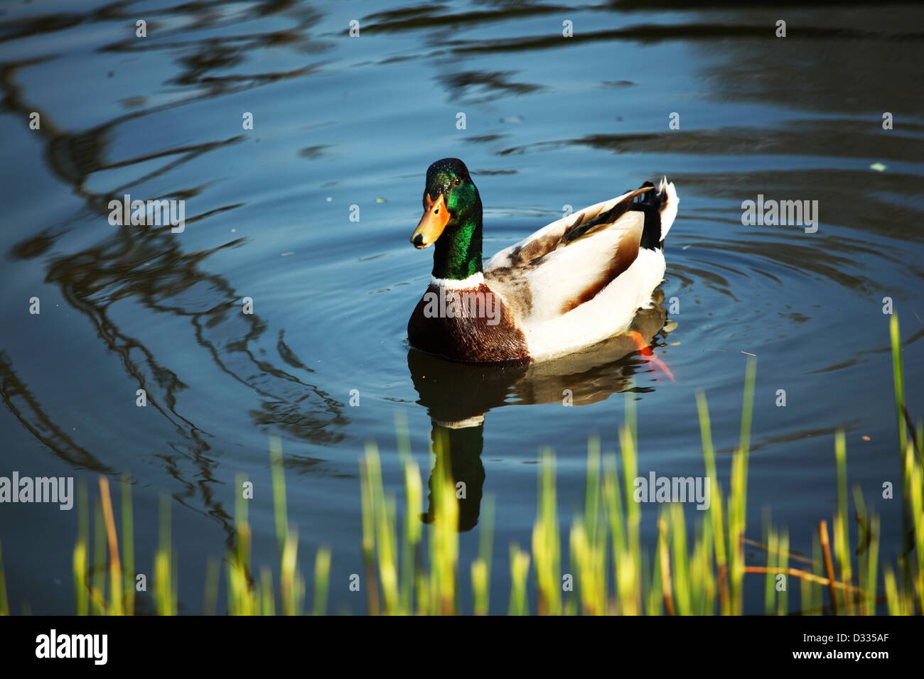 duck in zoo macro close up Stock Photo - Alamy
