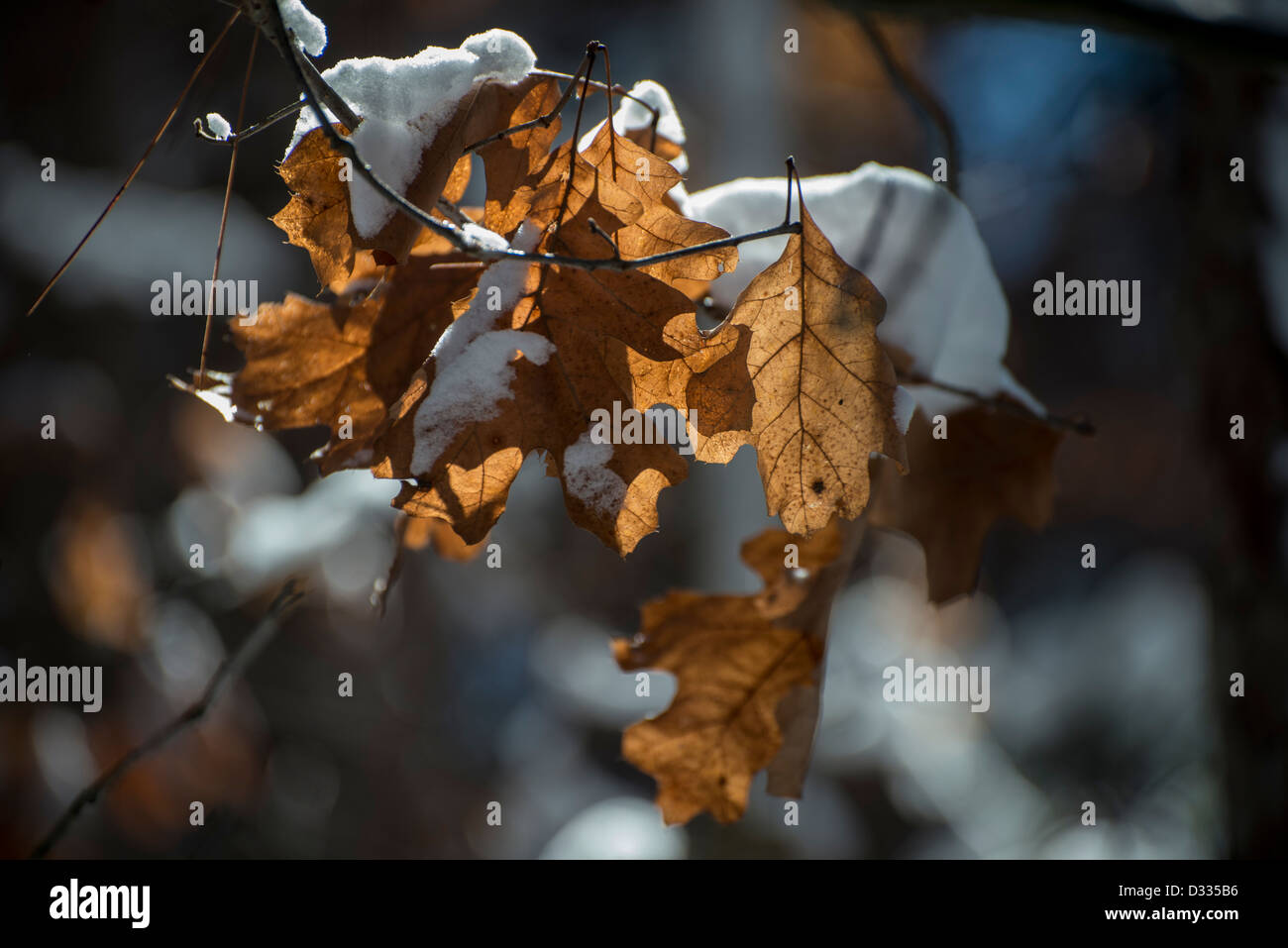 Maple species hi-res stock photography and images - Alamy