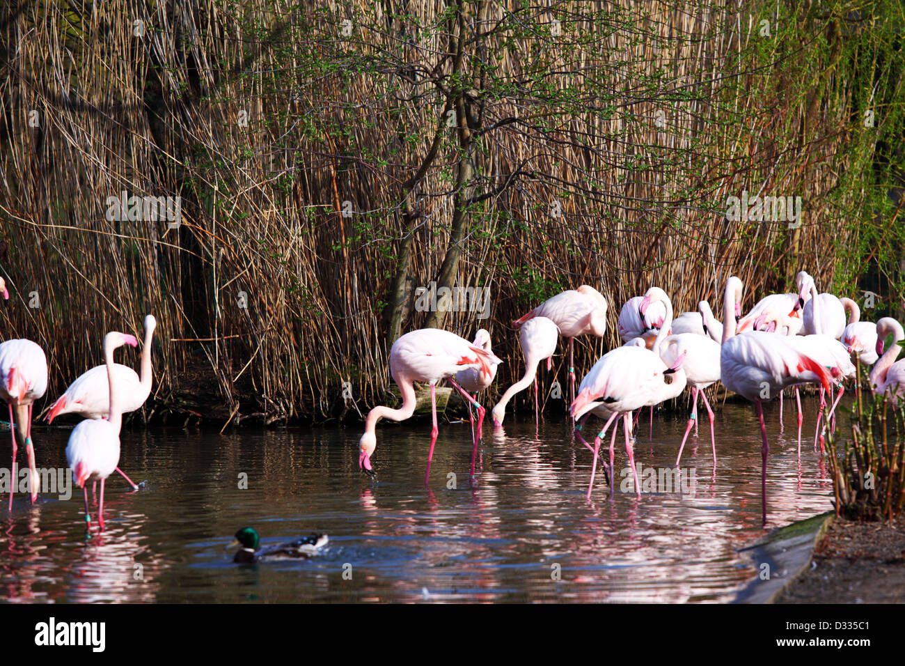 pink flamingo in zoo close up Stock Photo - Alamy