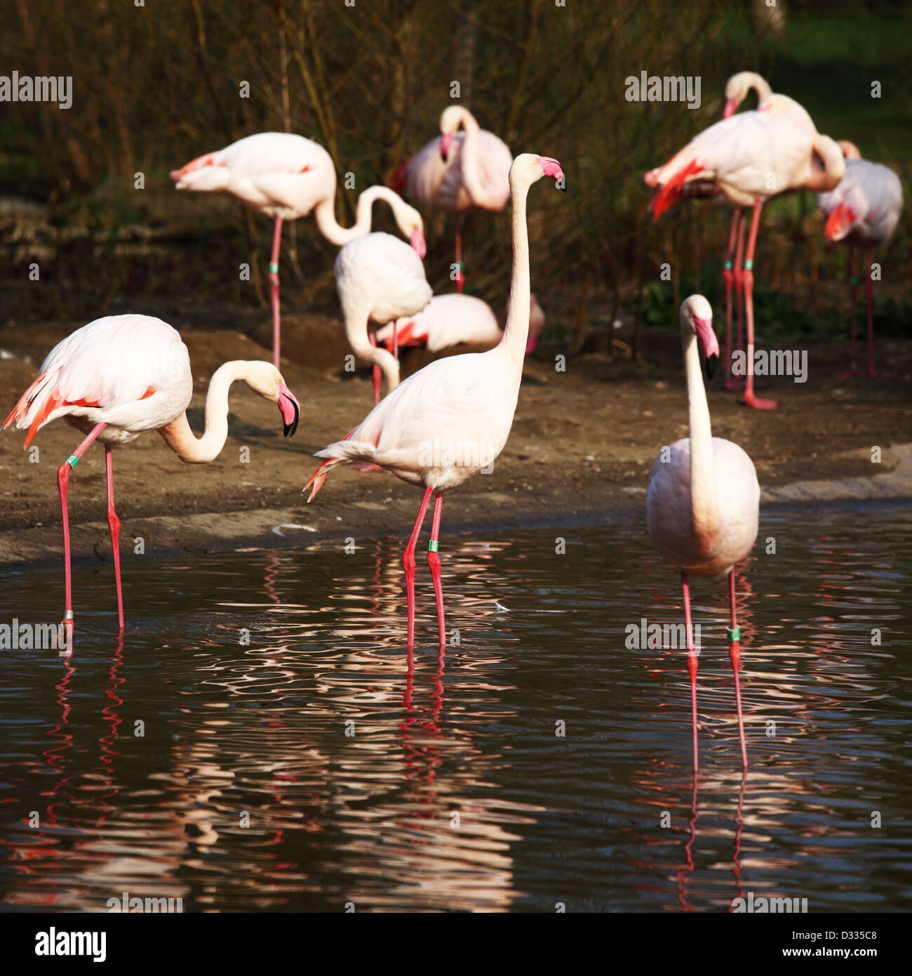 pink flamingo in zoo close up Stock Photo - Alamy