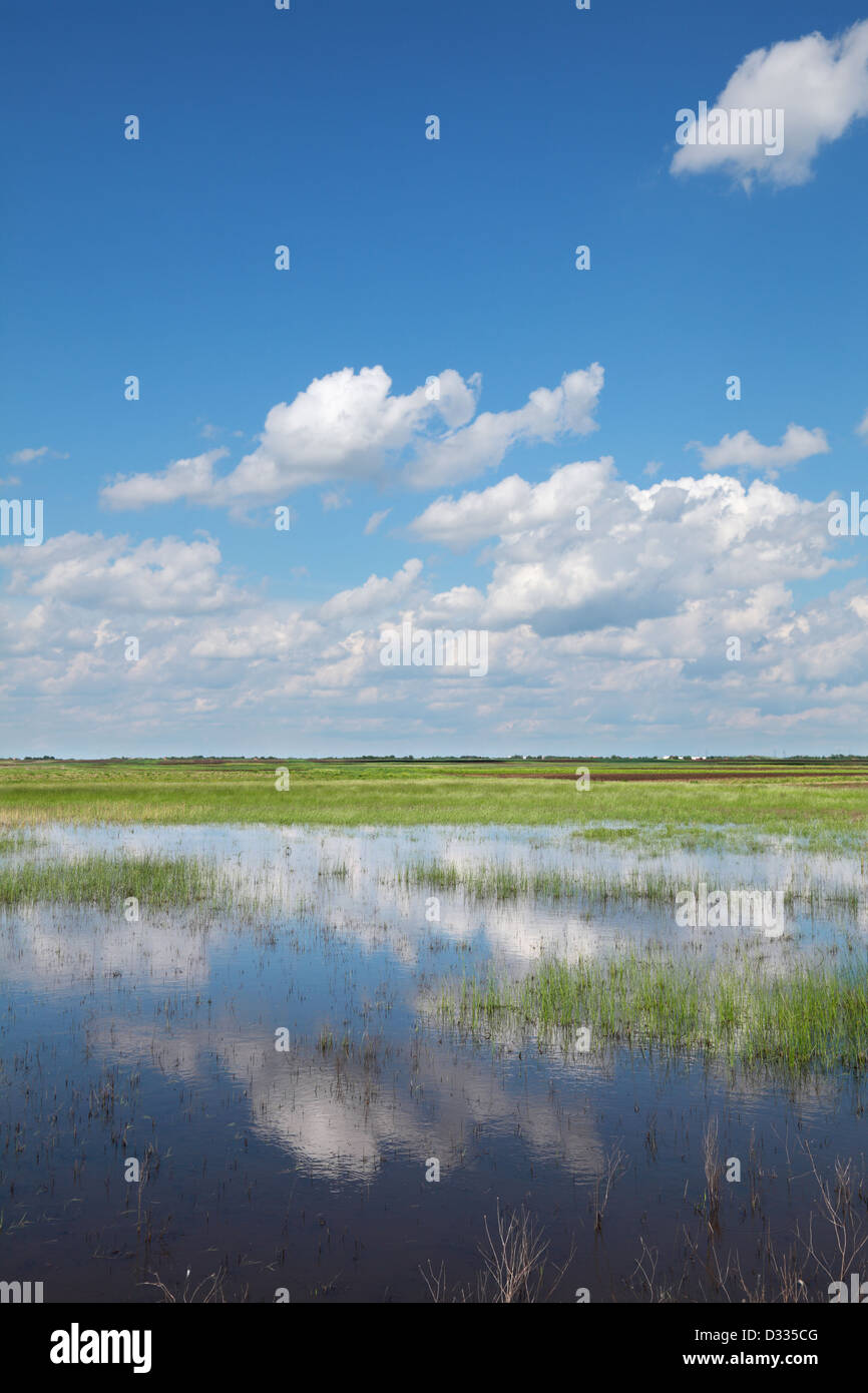Bog land hi-res stock photography and images - Alamy