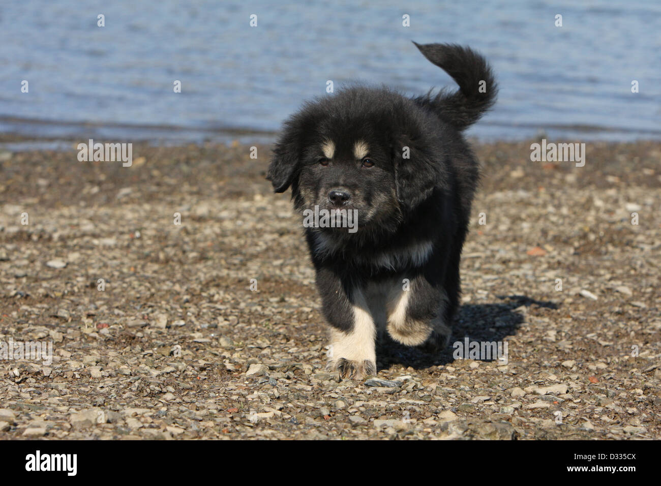 Dog Tibetan Mastiff / do-khyi / Tibetdogge puppy walking on the edge of ...