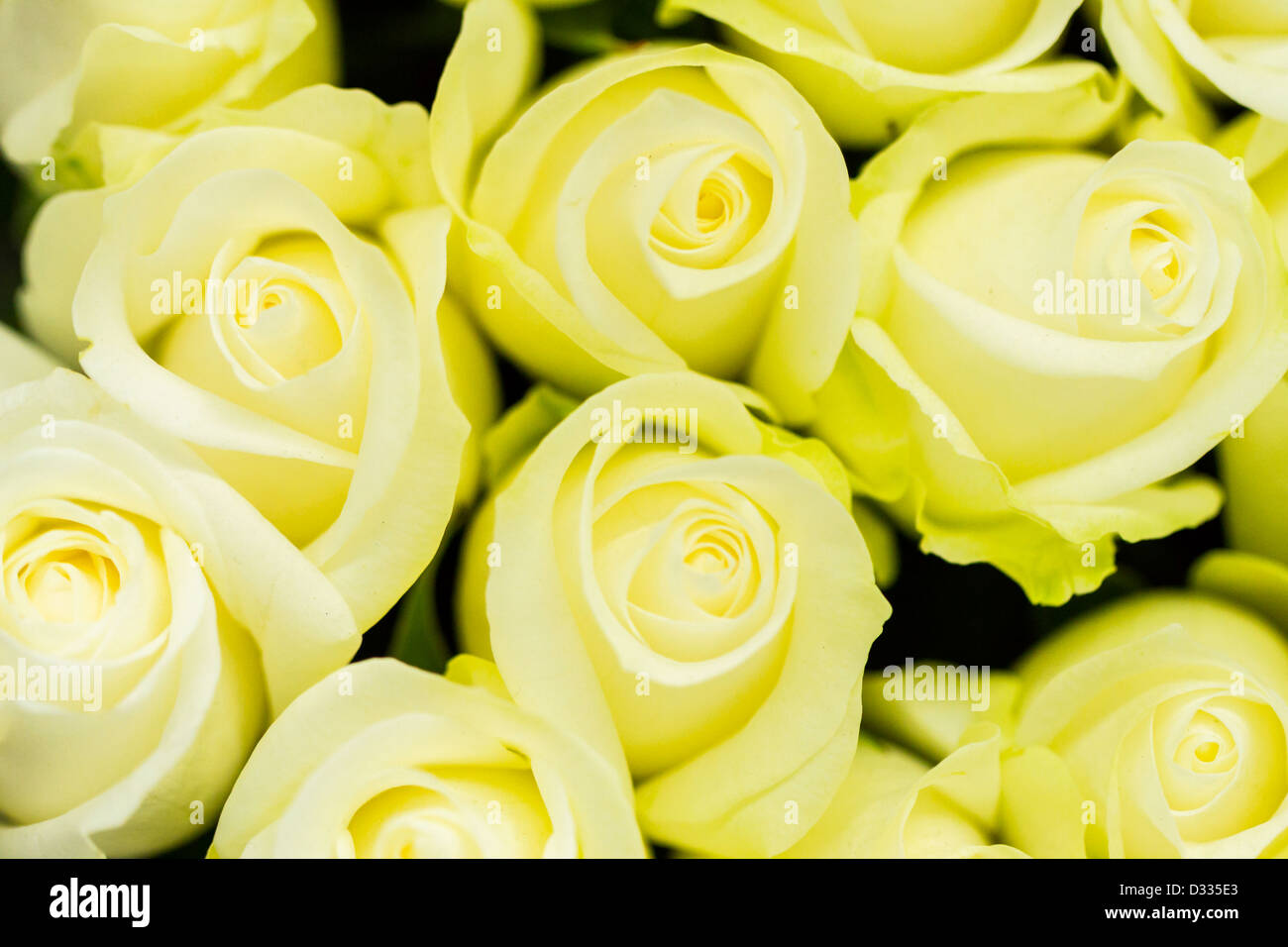 Fresh cut roses ready for Valentine's Day Stock Photo - Alamy