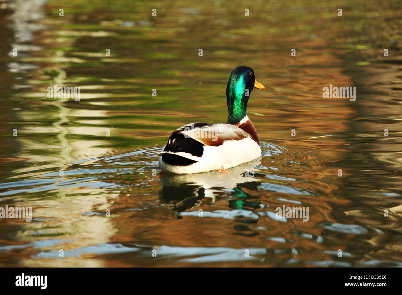 duck in zoo macro close up Stock Photo - Alamy