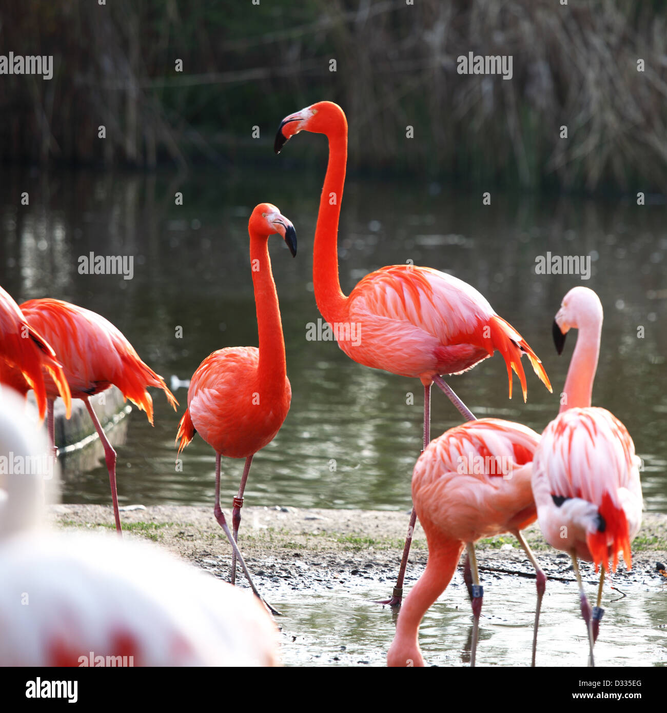 pink flamingo in zoo close up Stock Photo - Alamy