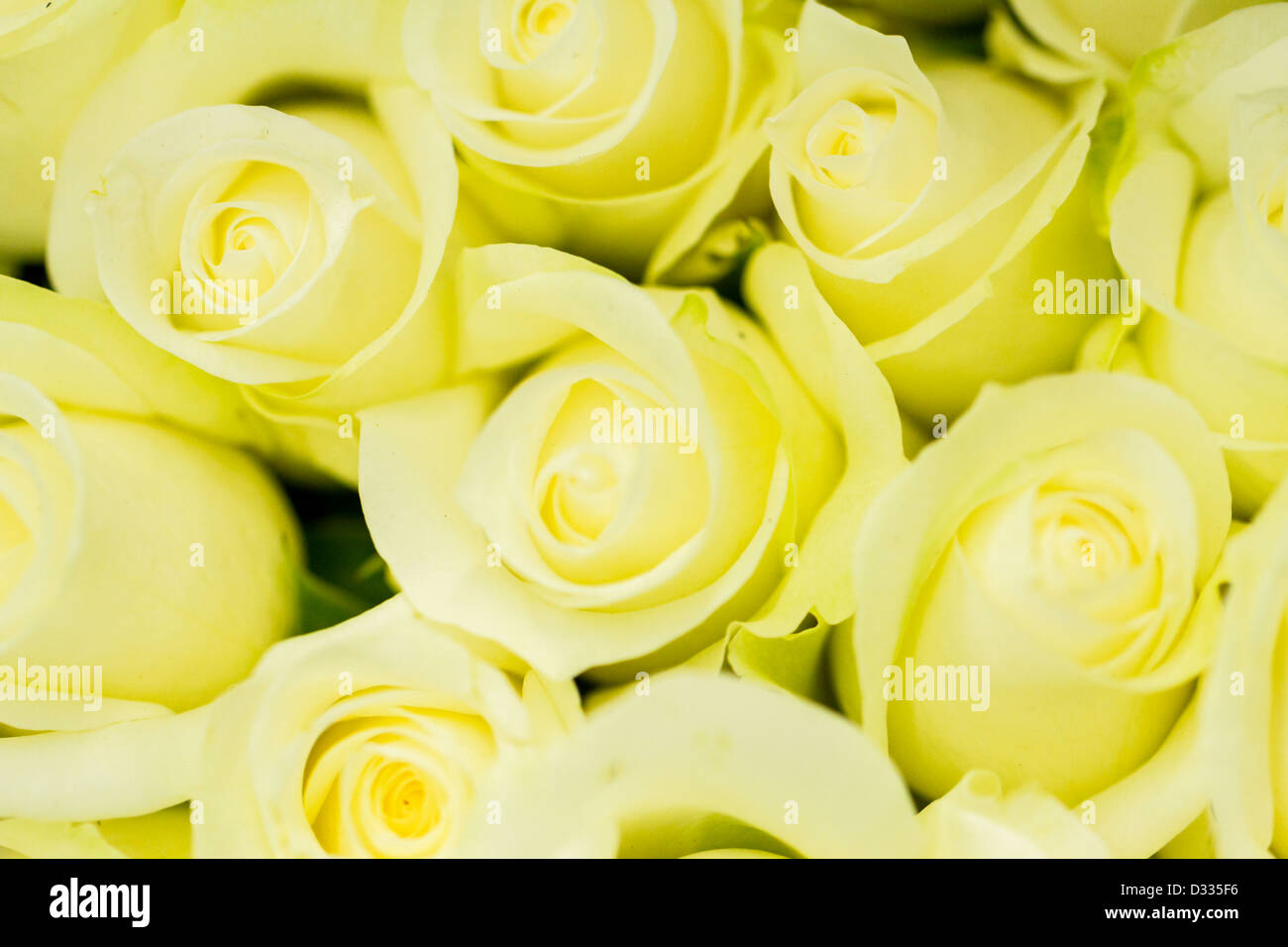 Fresh cut roses ready for Valentine's Day Stock Photo - Alamy