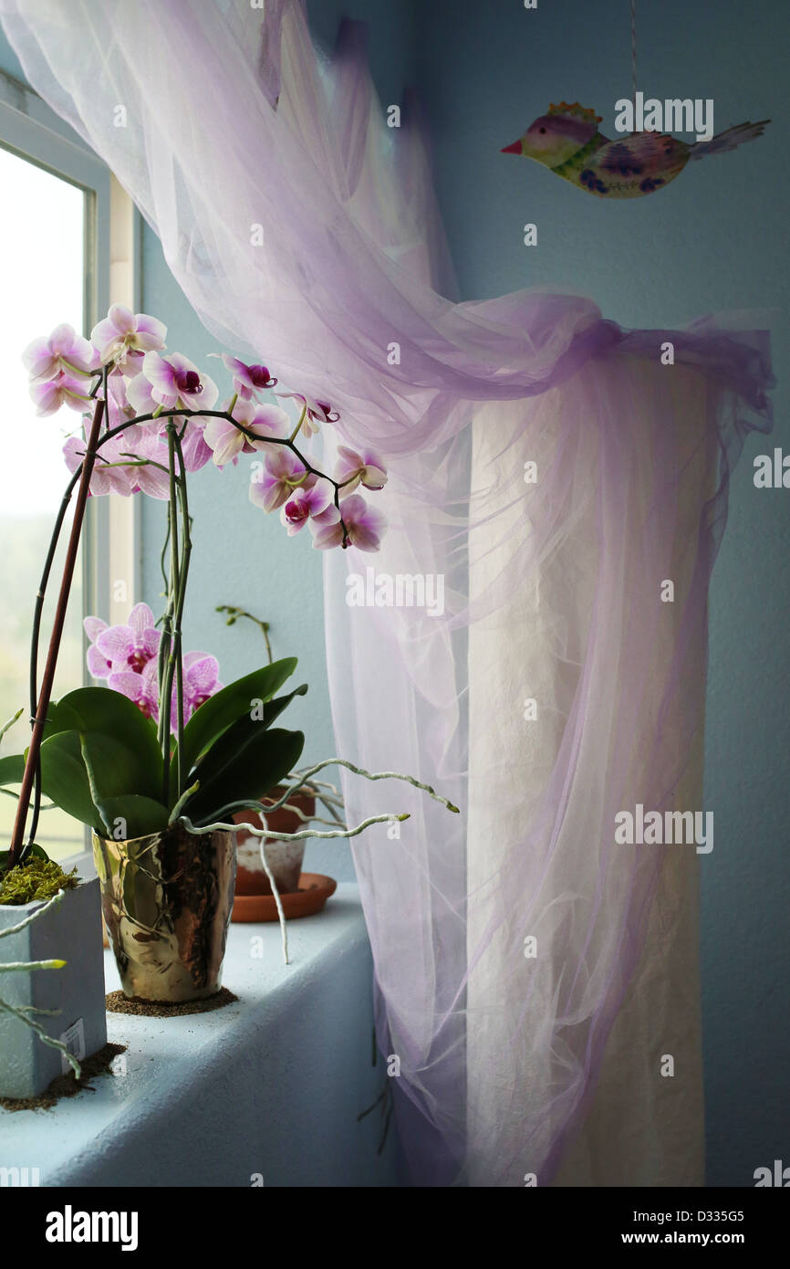 A window with orchids and gauzy curtains Stock Photo - Alamy