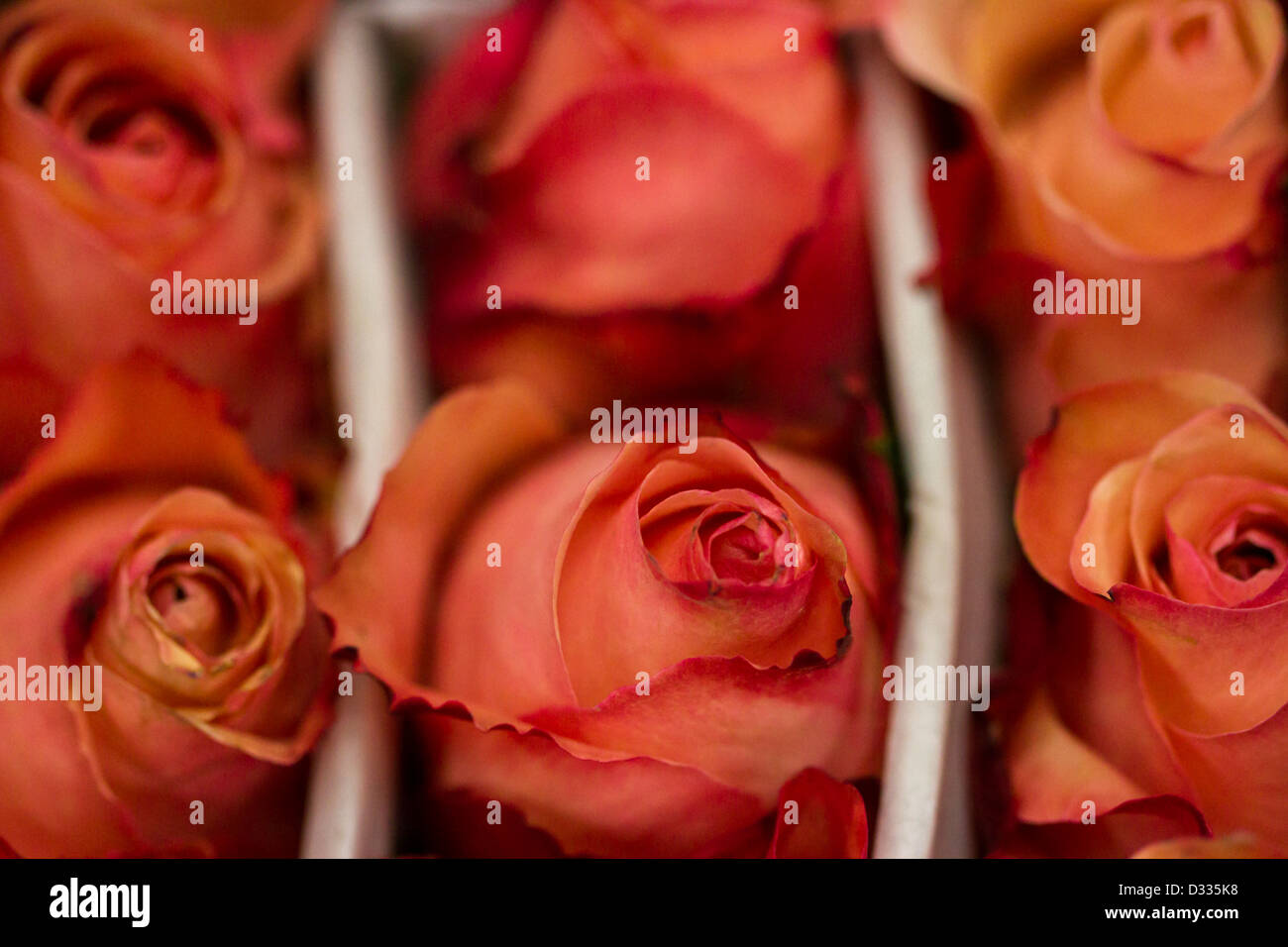 Fresh cut roses ready for Valentine's Day Stock Photo - Alamy
