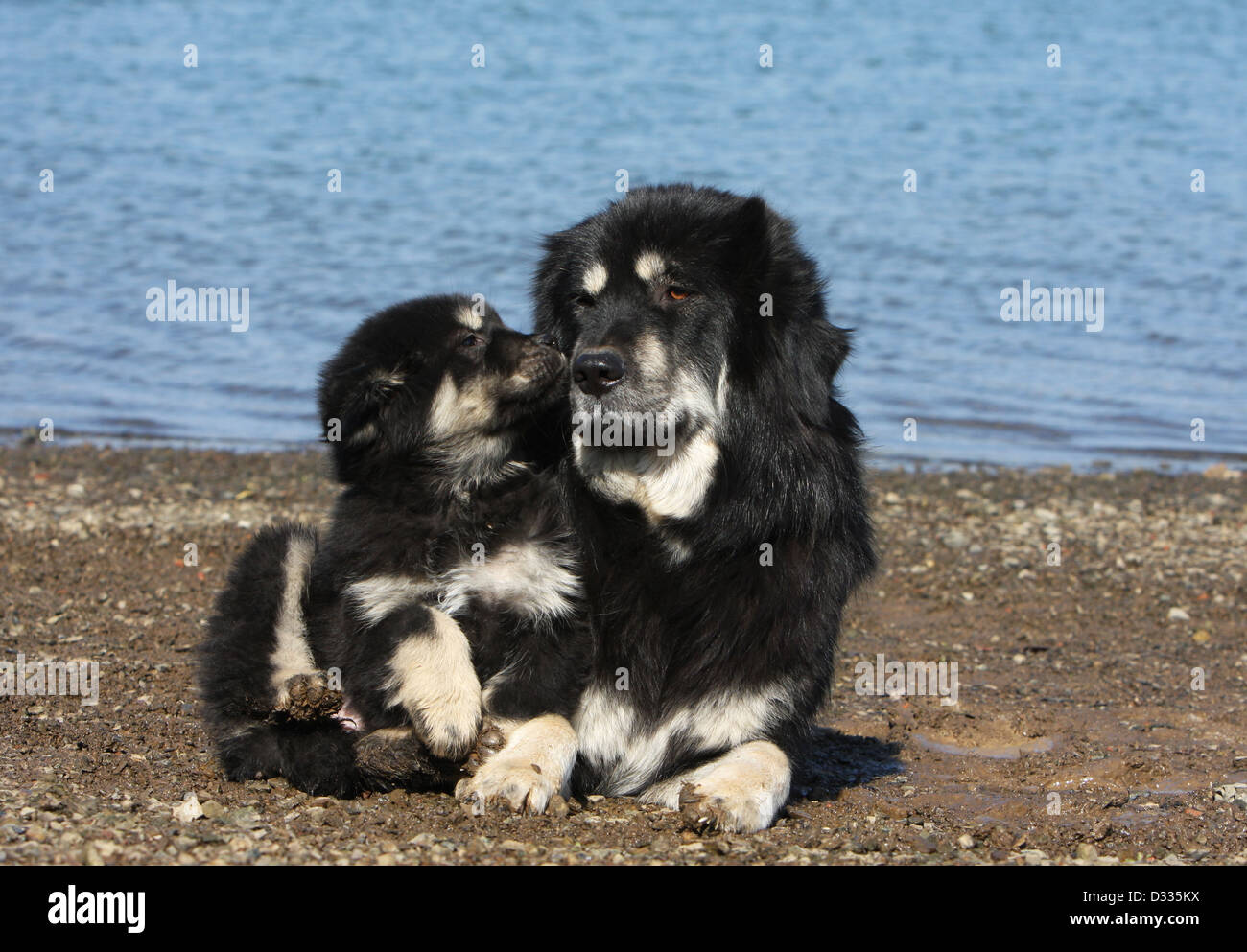 Dog Tibetan Mastiff / do-khyi / Tibetdogge adult and puppy on the edge ...