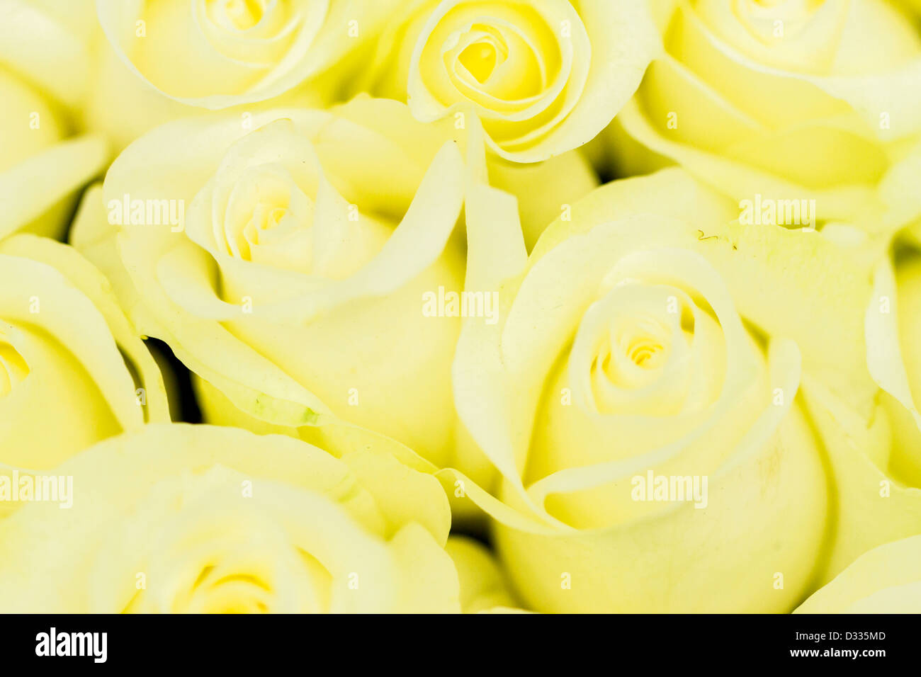 Fresh cut roses ready for Valentine's Day Stock Photo - Alamy