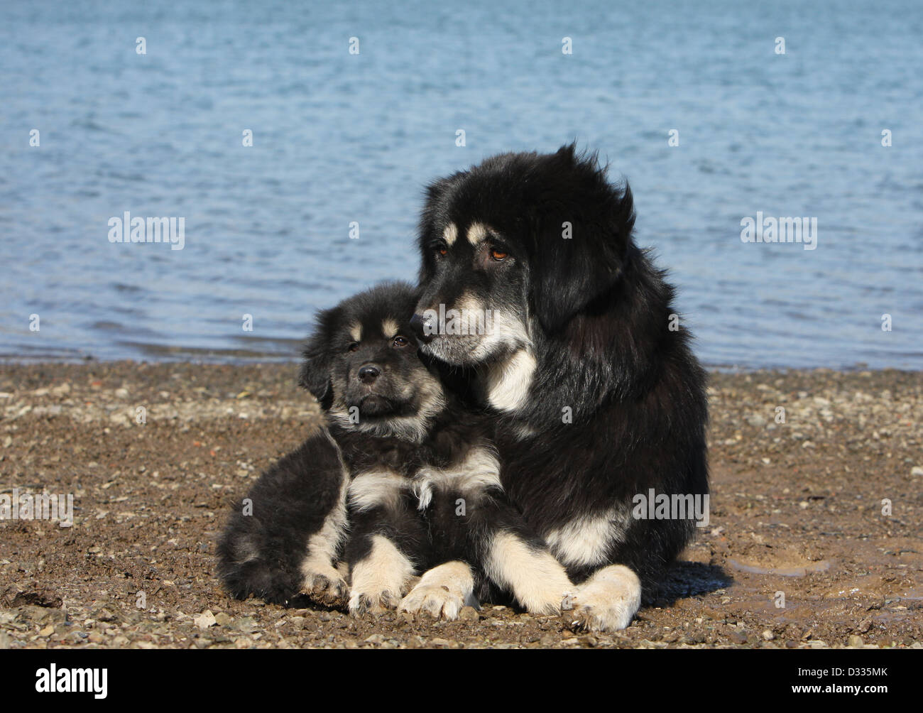 Dog Tibetan Mastiff / do-khyi / Tibetdogge adult and puppy on the edge ...