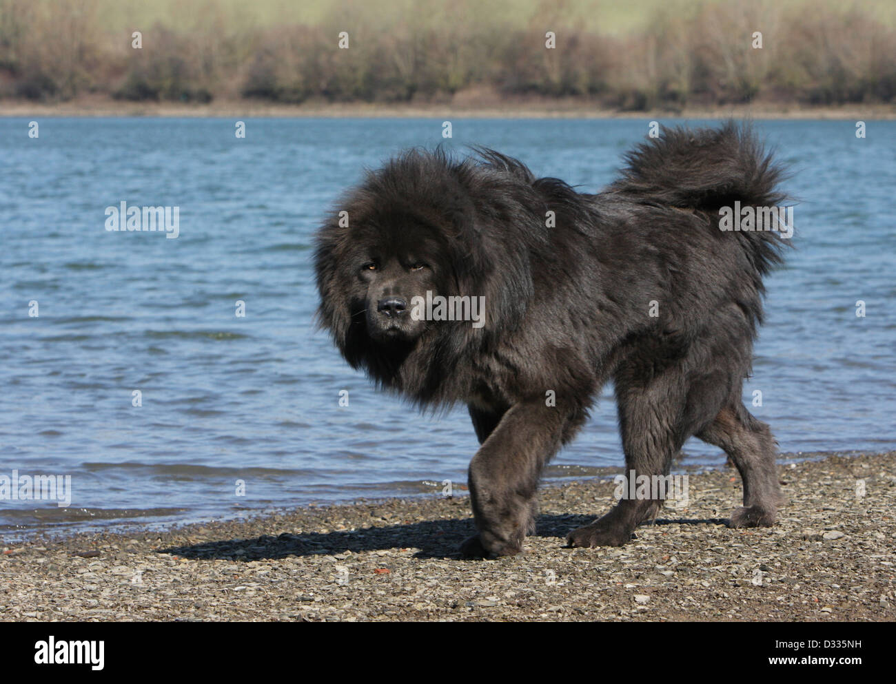 Dog Tibetan Mastiff / do-khyi / Tibetdogge adult walking on the edge of ...