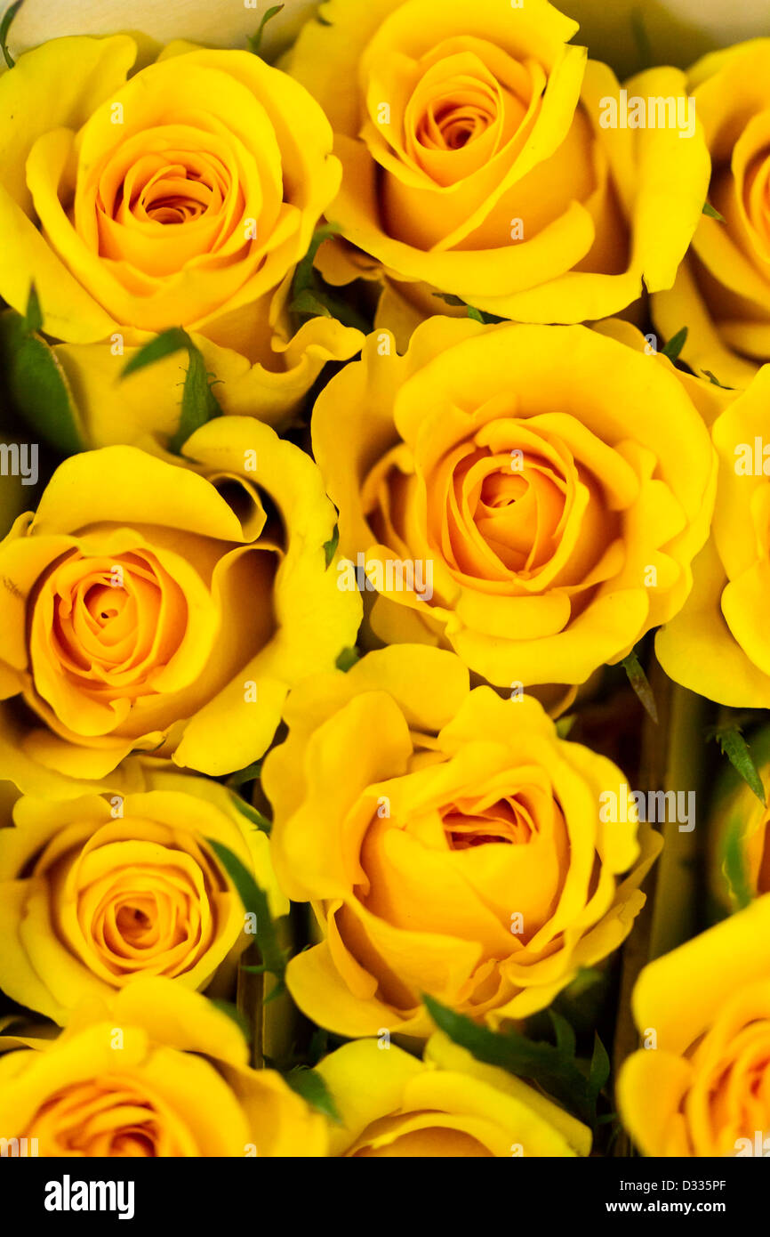 Fresh cut roses ready for Valentine's Day Stock Photo - Alamy