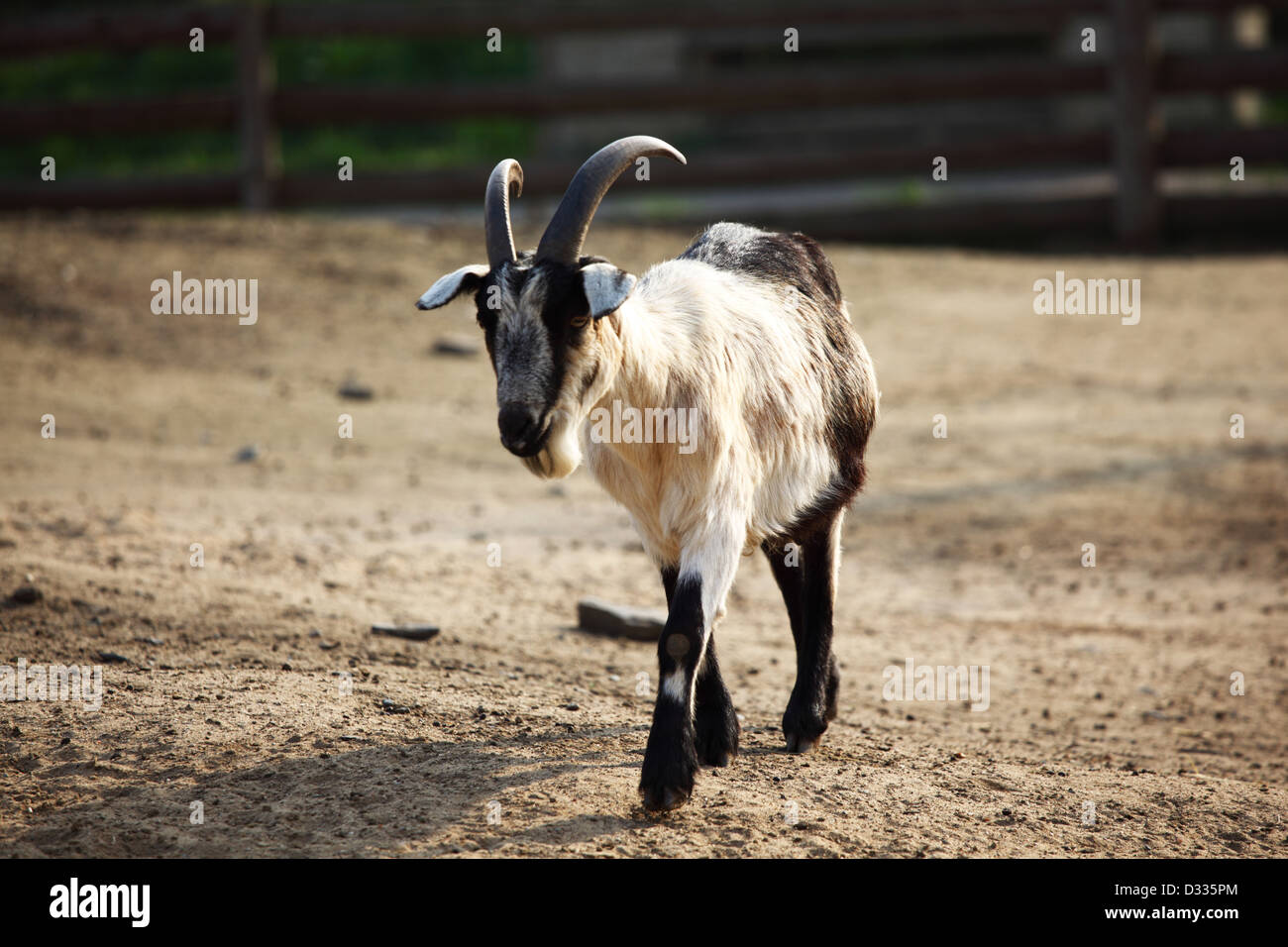 goat in wild close up Stock Photo - Alamy