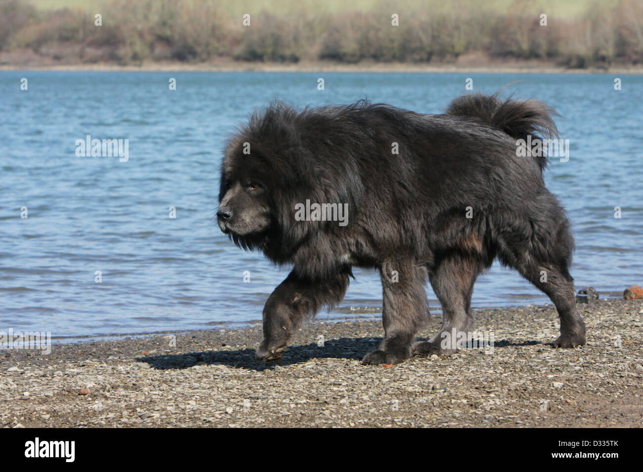 Dog Tibetan Mastiff / do-khyi / Tibetdogge adult walking on the edge of ...
