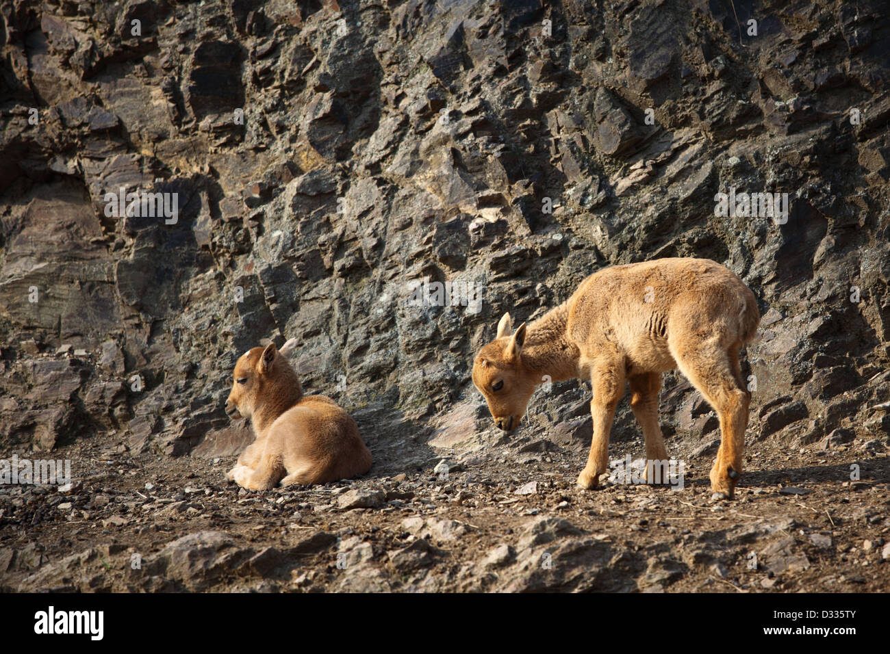 close up sheep in zoo Stock Photo - Alamy