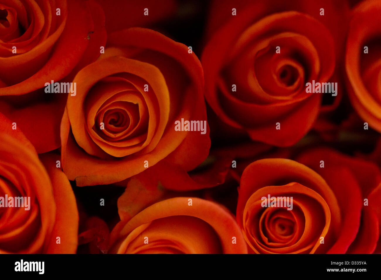 Fresh cut roses ready for Valentine's Day Stock Photo - Alamy