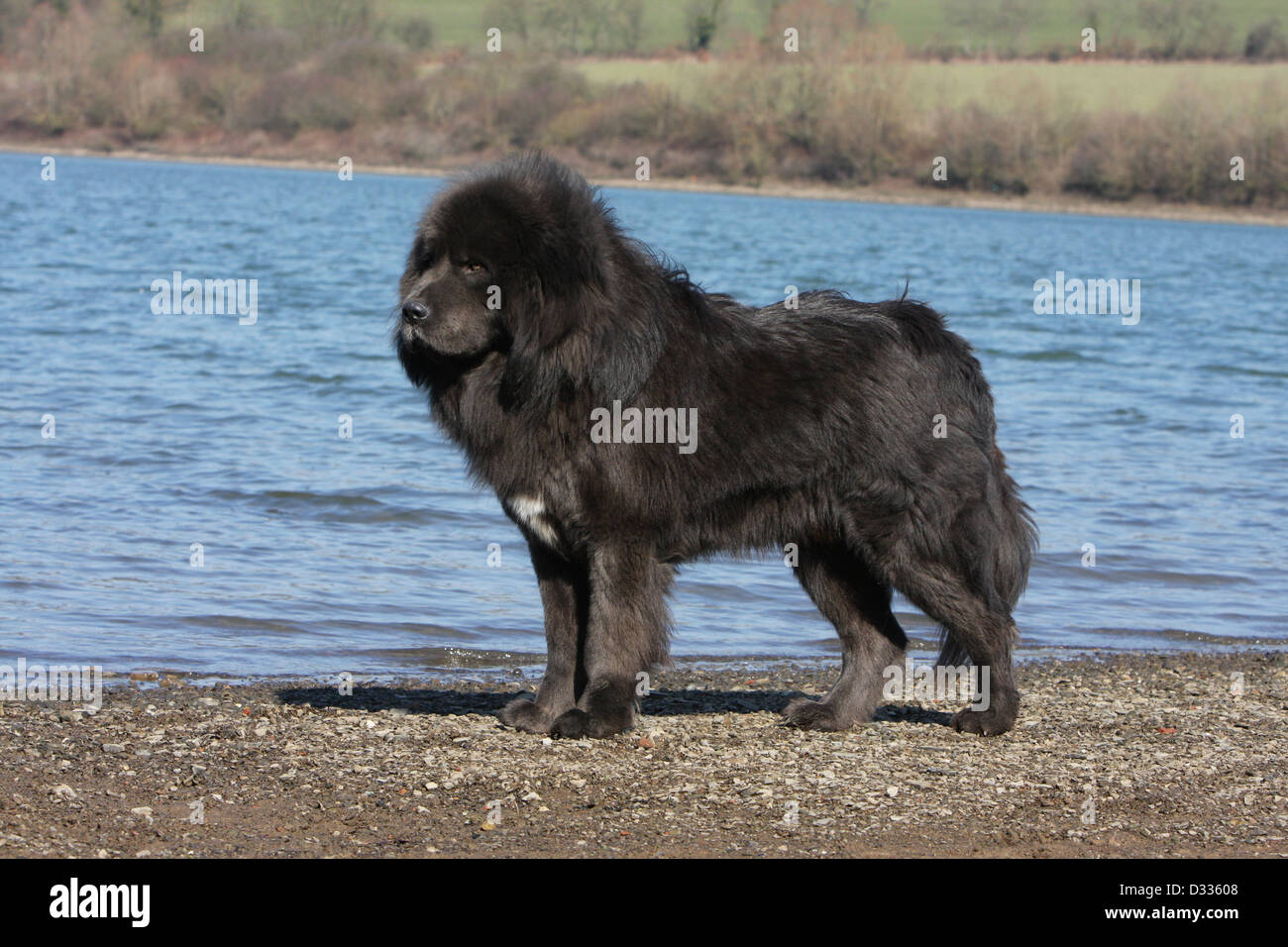 Dog Tibetan Mastiff / do-khyi / Tibetdogge adult standing on the edge ...