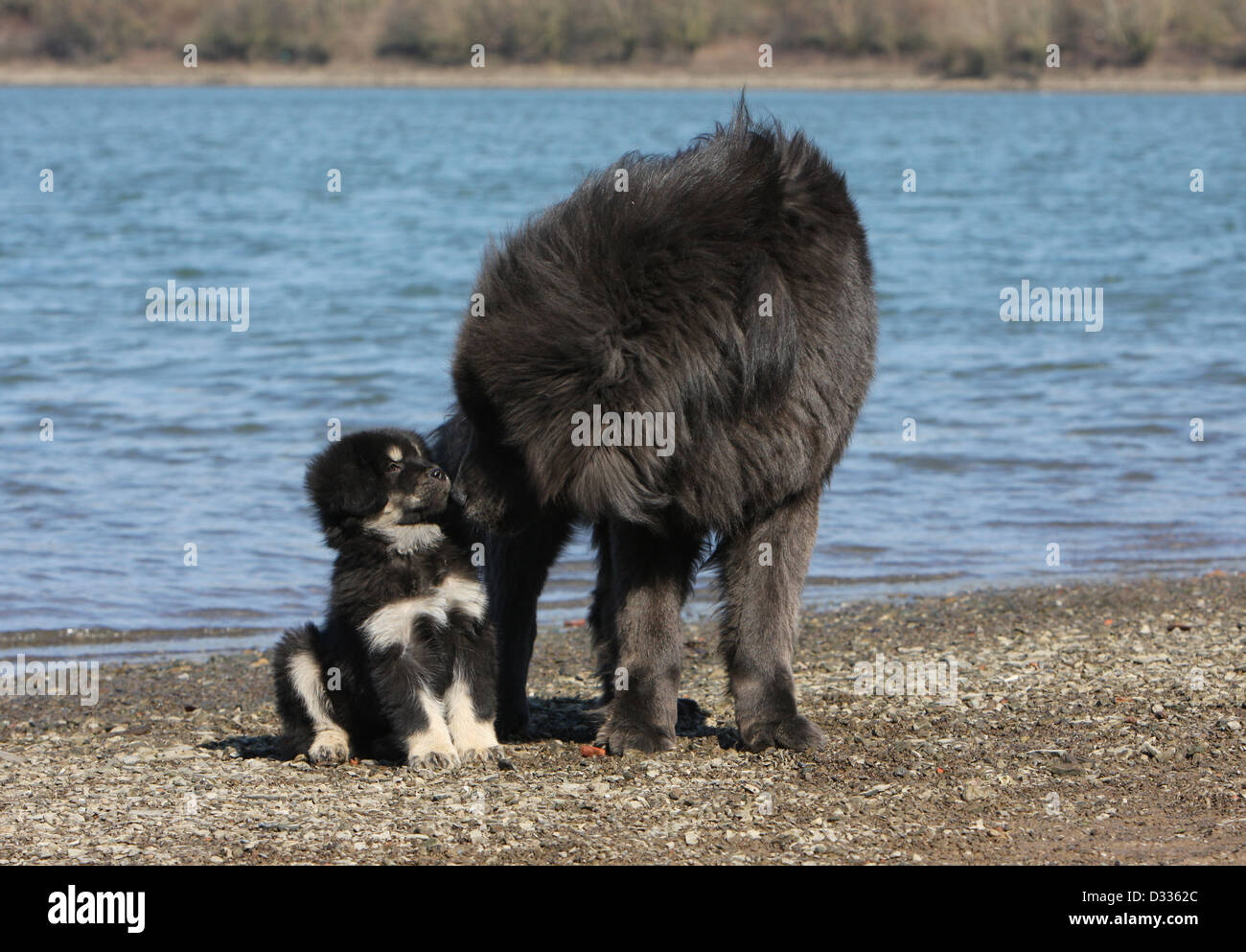 Tibetan dogue hi-res stock photography and images - Alamy