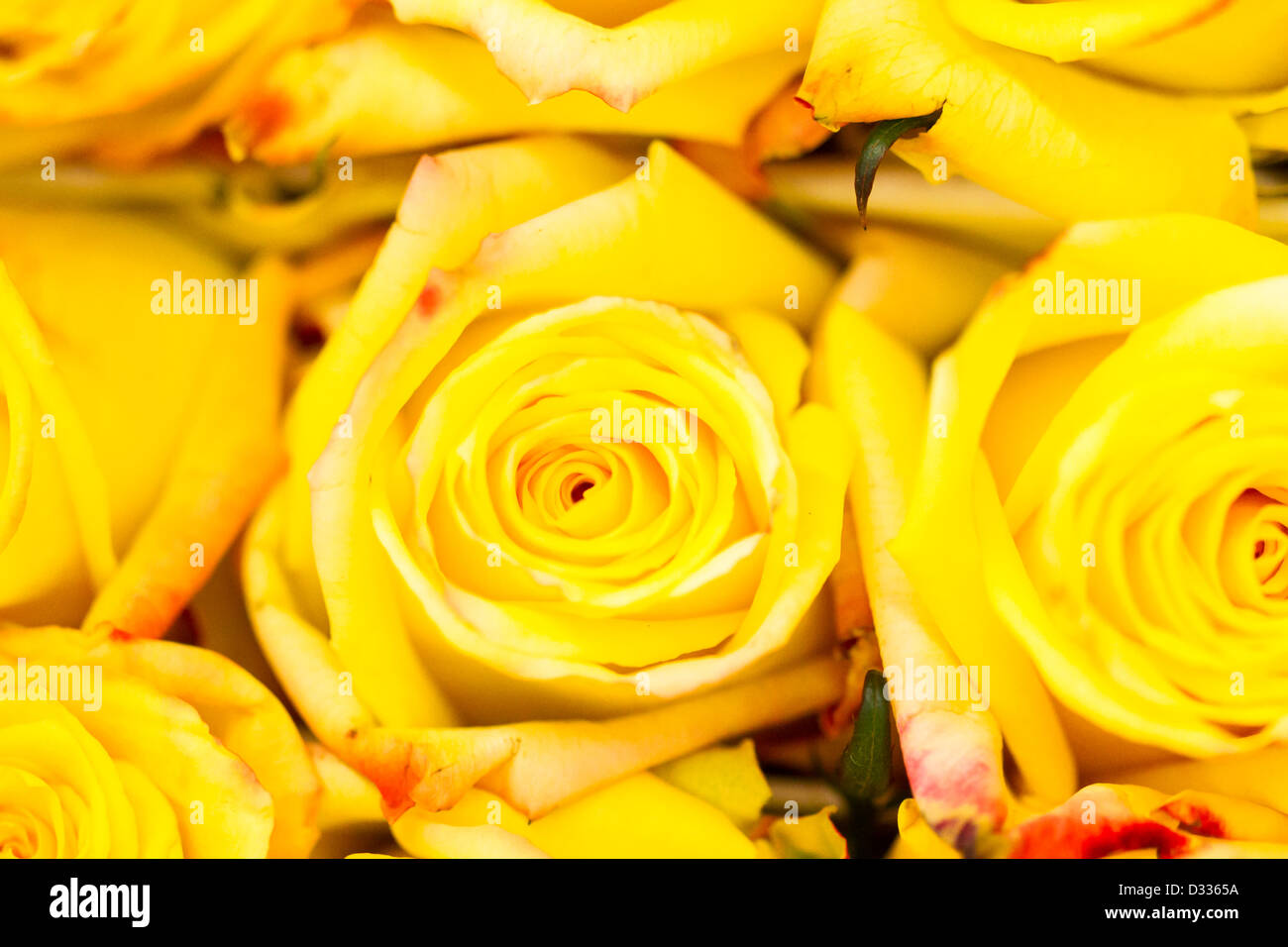 Fresh cut roses ready for Valentine's Day Stock Photo - Alamy