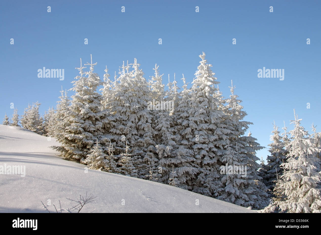 White fir trees in winter Stock Photo - Alamy