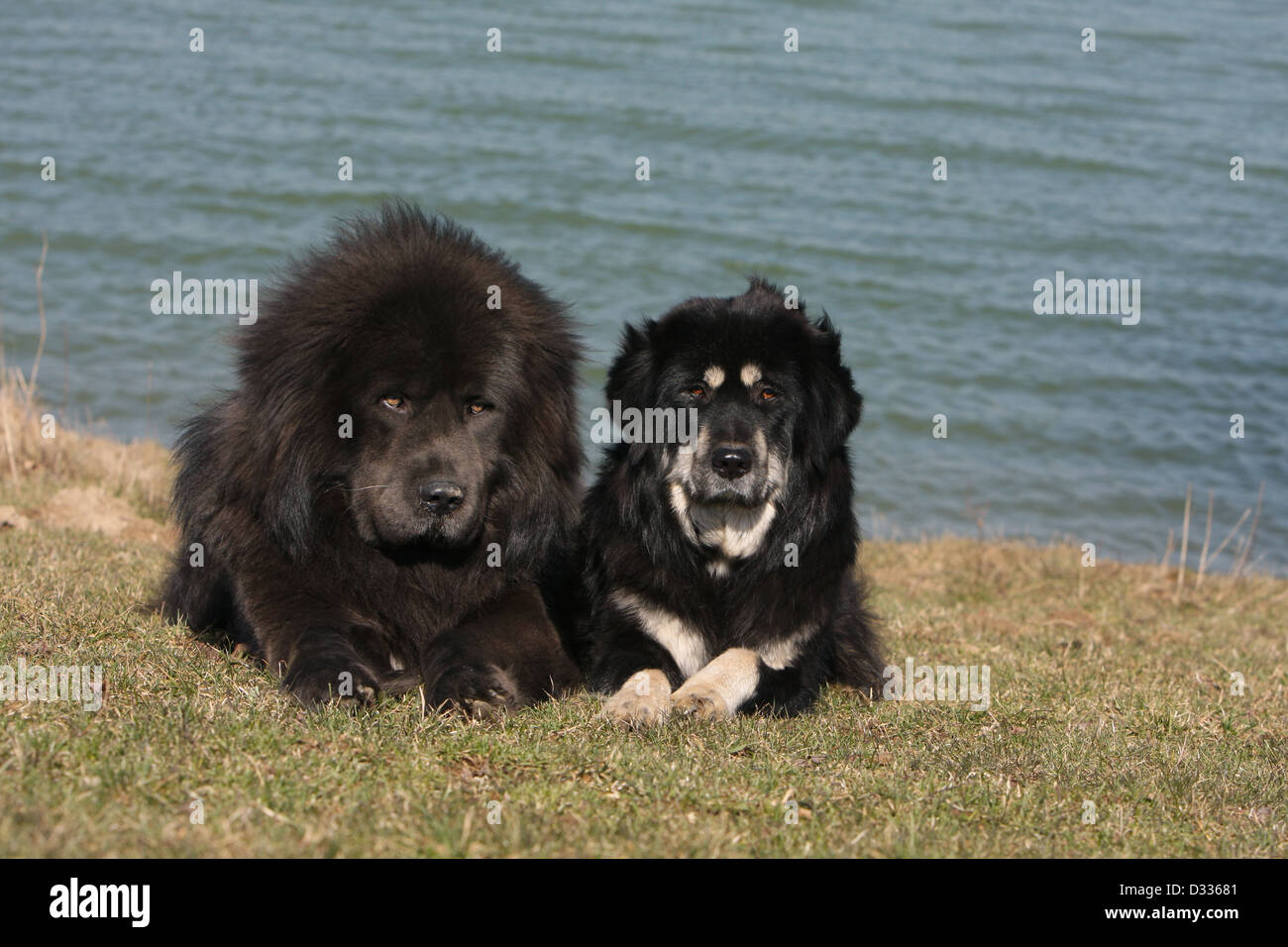 Dog Tibetan Mastiff / do-khyi / Tibetdogge two adults different colors ...