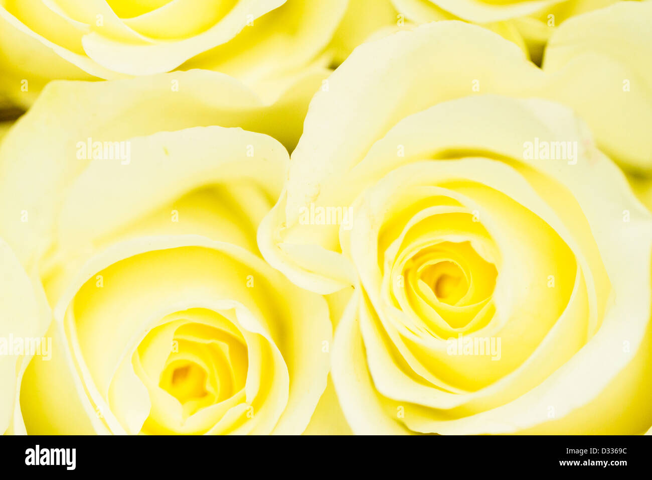 Fresh cut roses ready for Valentine's Day Stock Photo - Alamy