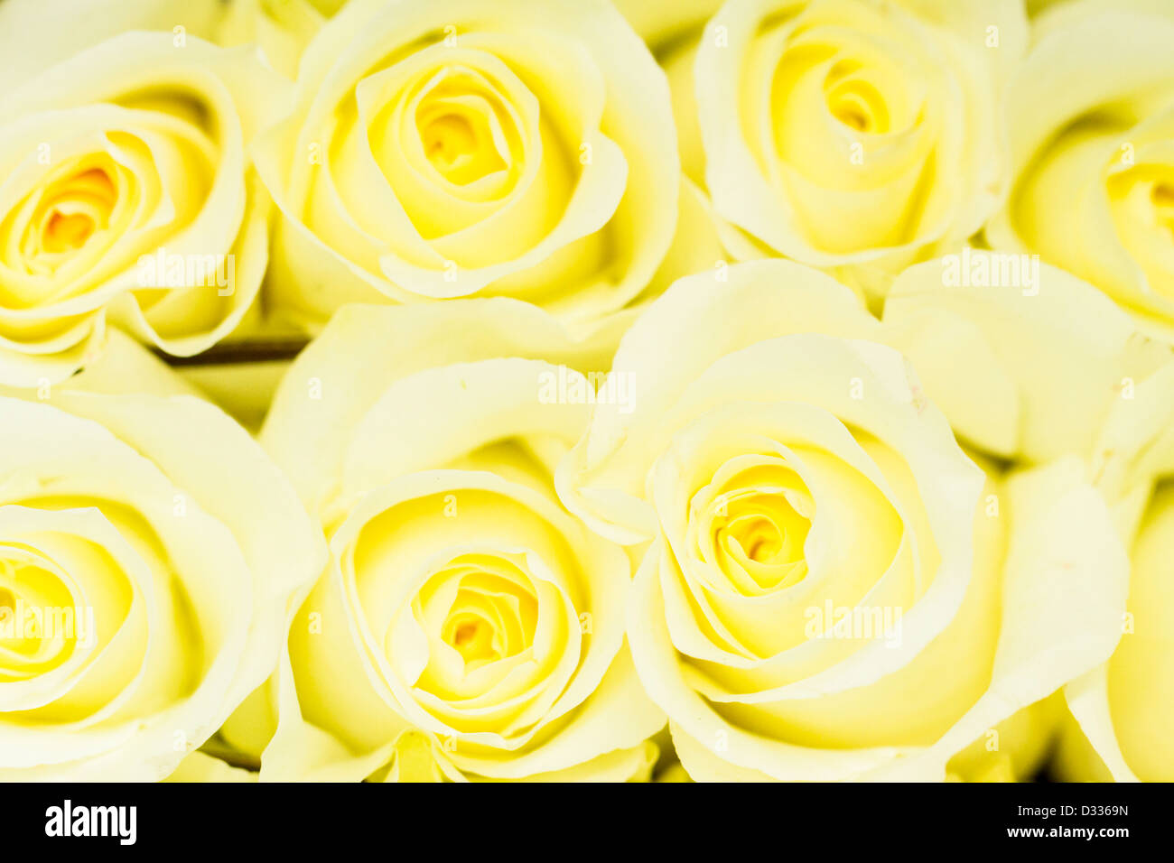 Fresh cut roses ready for Valentine's Day Stock Photo - Alamy