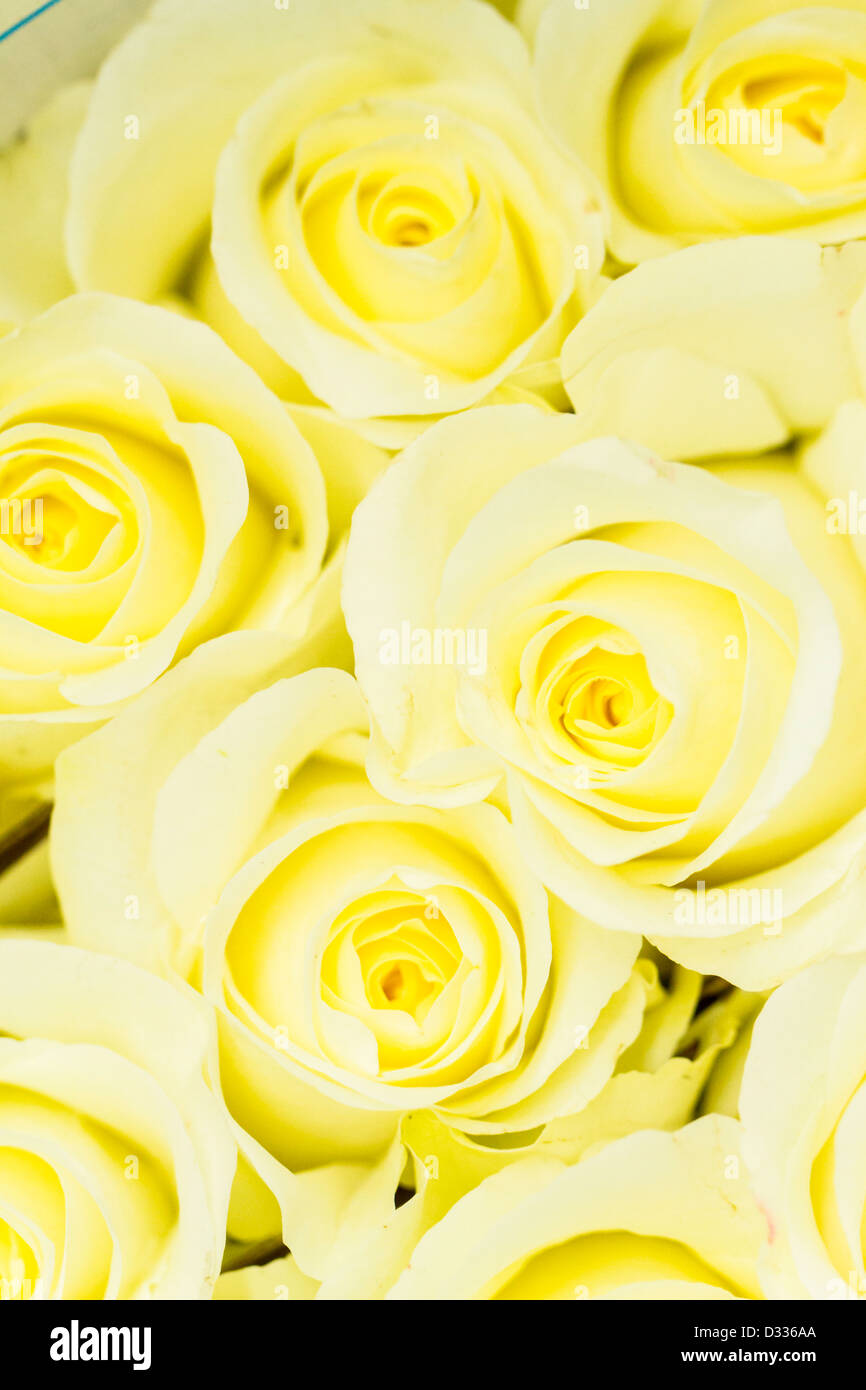 Fresh cut roses ready for Valentine's Day Stock Photo - Alamy