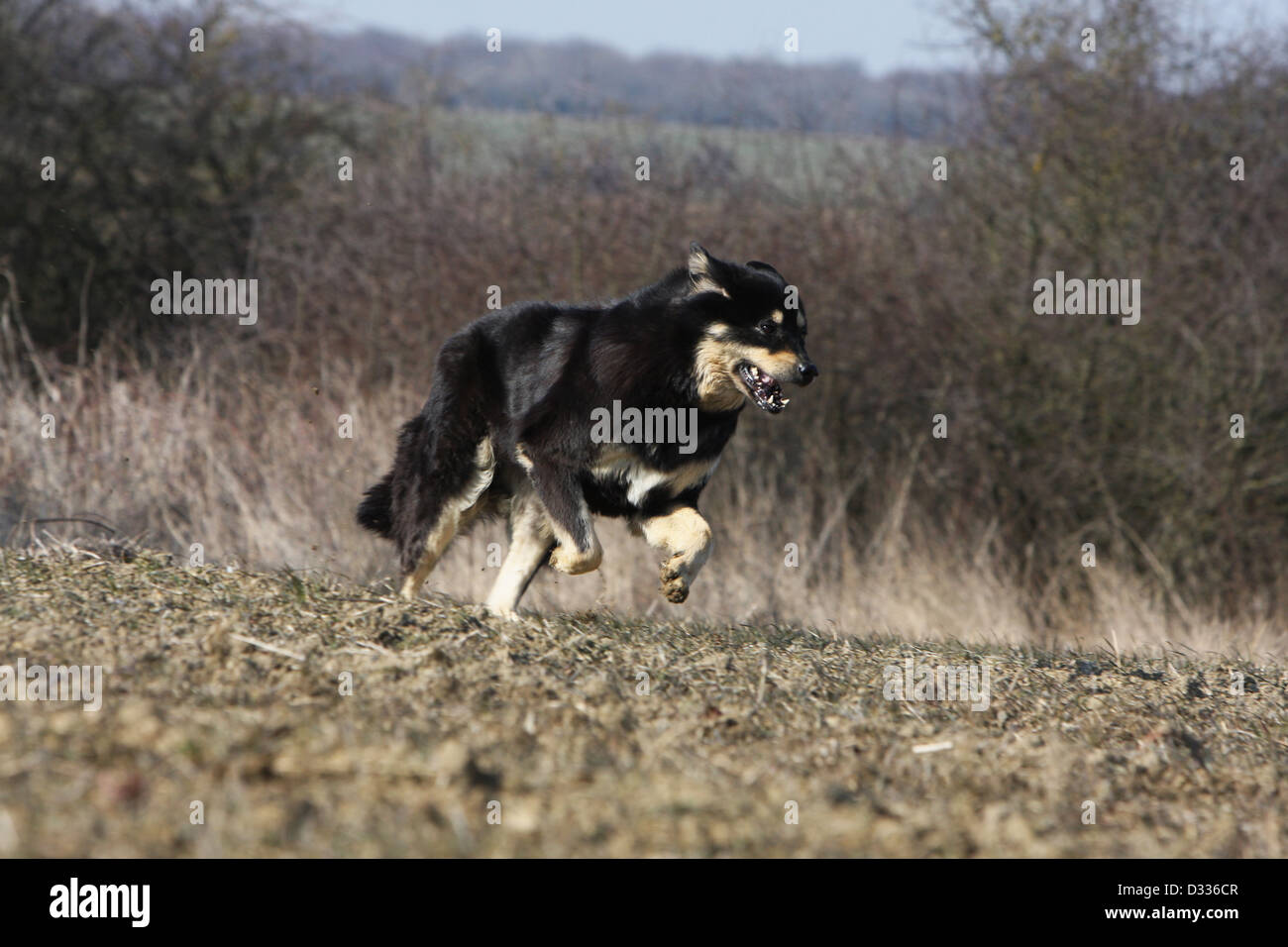 Dog Tibetan Mastiff / do-khyi / Tibetdogge adult running in a field ...