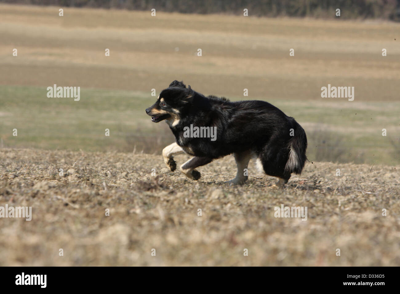 Dog Tibetan Mastiff / do-khyi / Tibetdogge adult running in a field ...