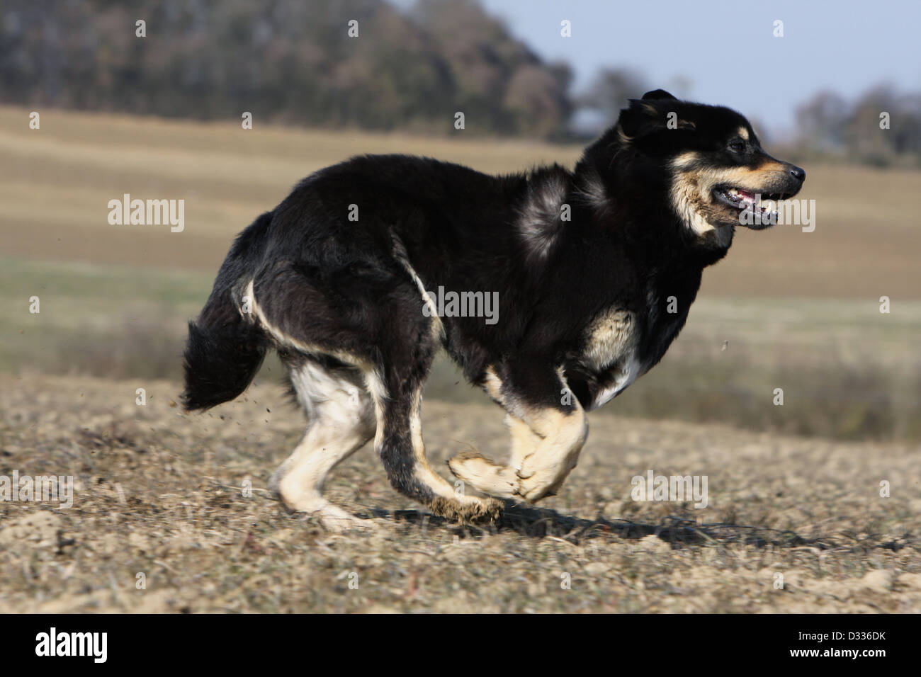 Dog Tibetan Mastiff / do-khyi / Tibetdogge adult running in a field ...