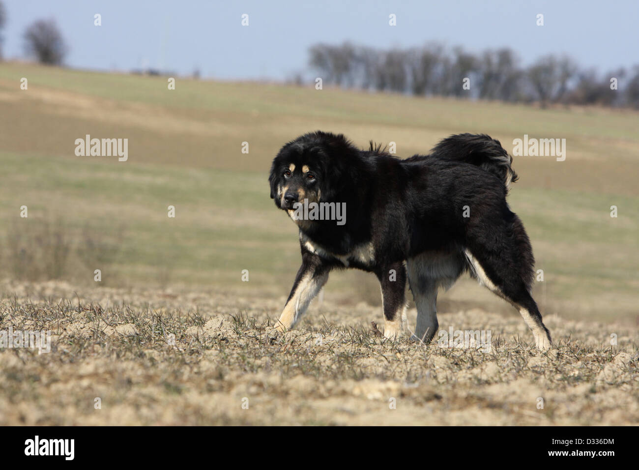 Dog Tibetan Mastiff / do-khyi / Tibetdogge adult running in a field ...