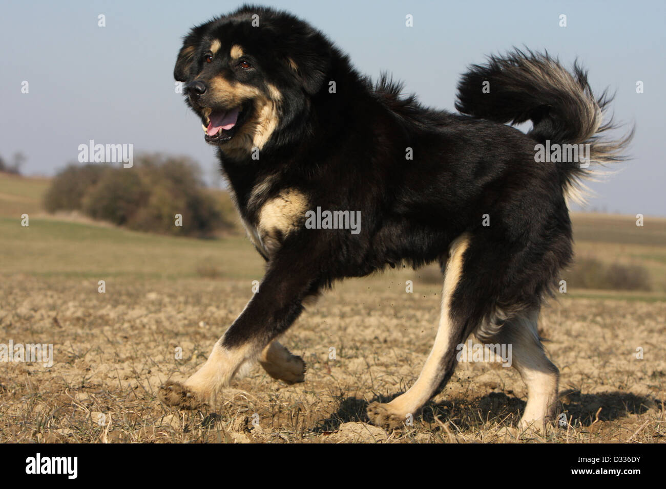 Dog Tibetan Mastiff / do-khyi / Tibetdogge adult running in a field ...