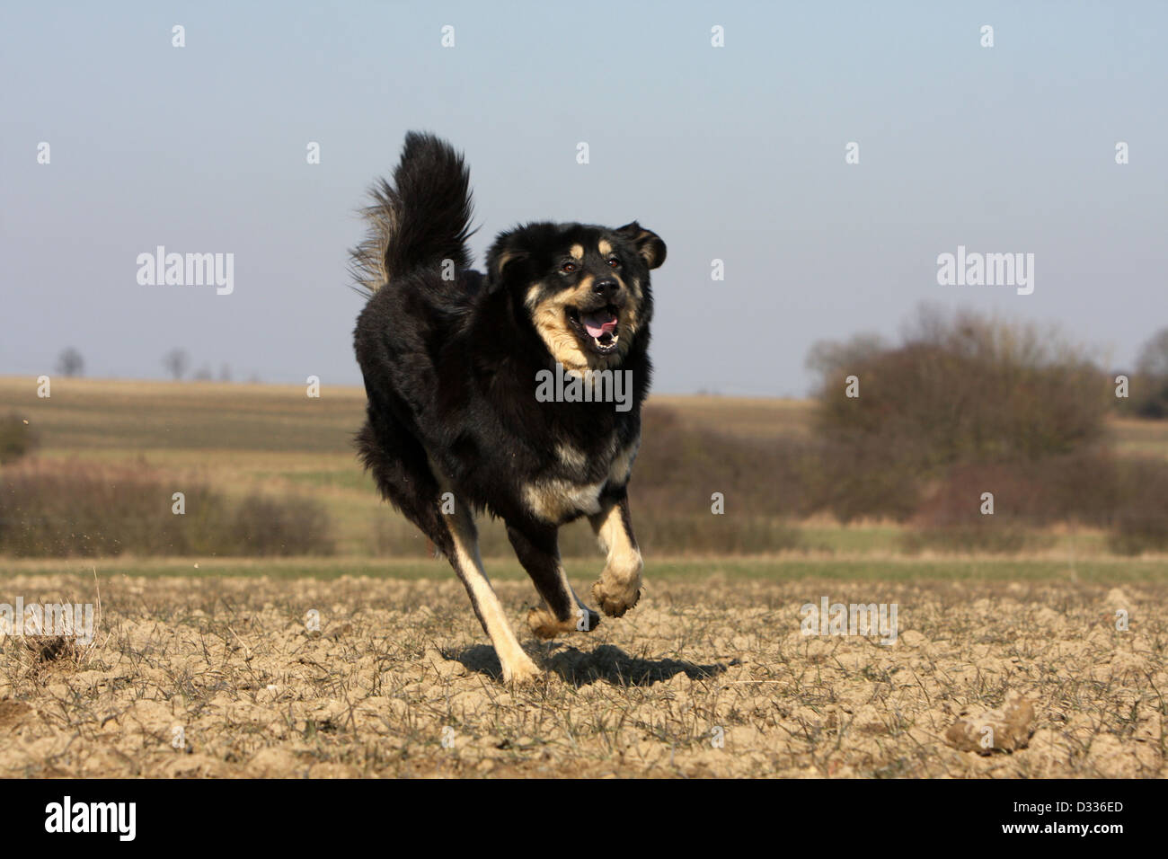 Dog Tibetan Mastiff / do-khyi / Tibetdogge adult running in a field ...