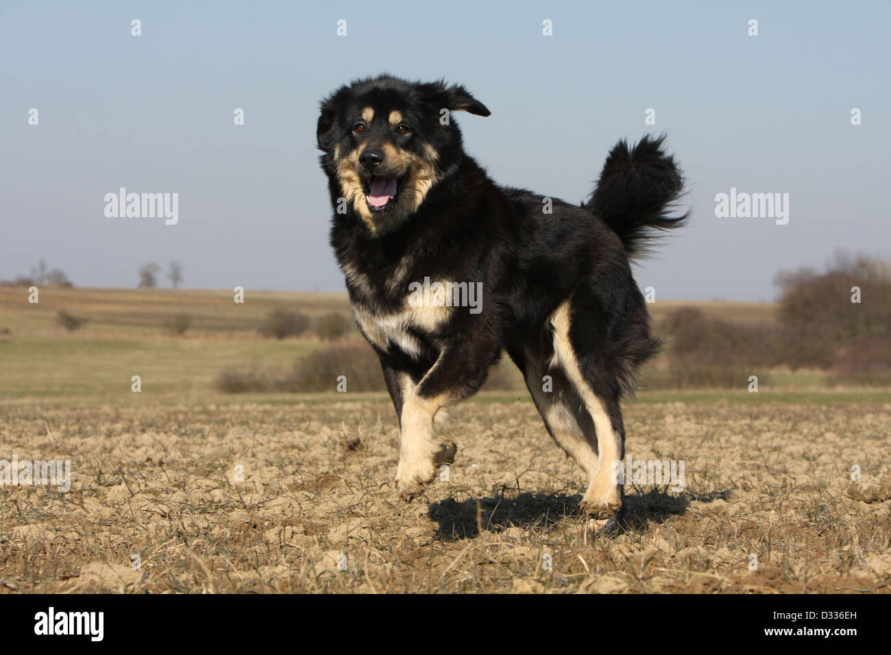 Dog Tibetan Mastiff / do-khyi / Tibetdogge adult running in a field ...