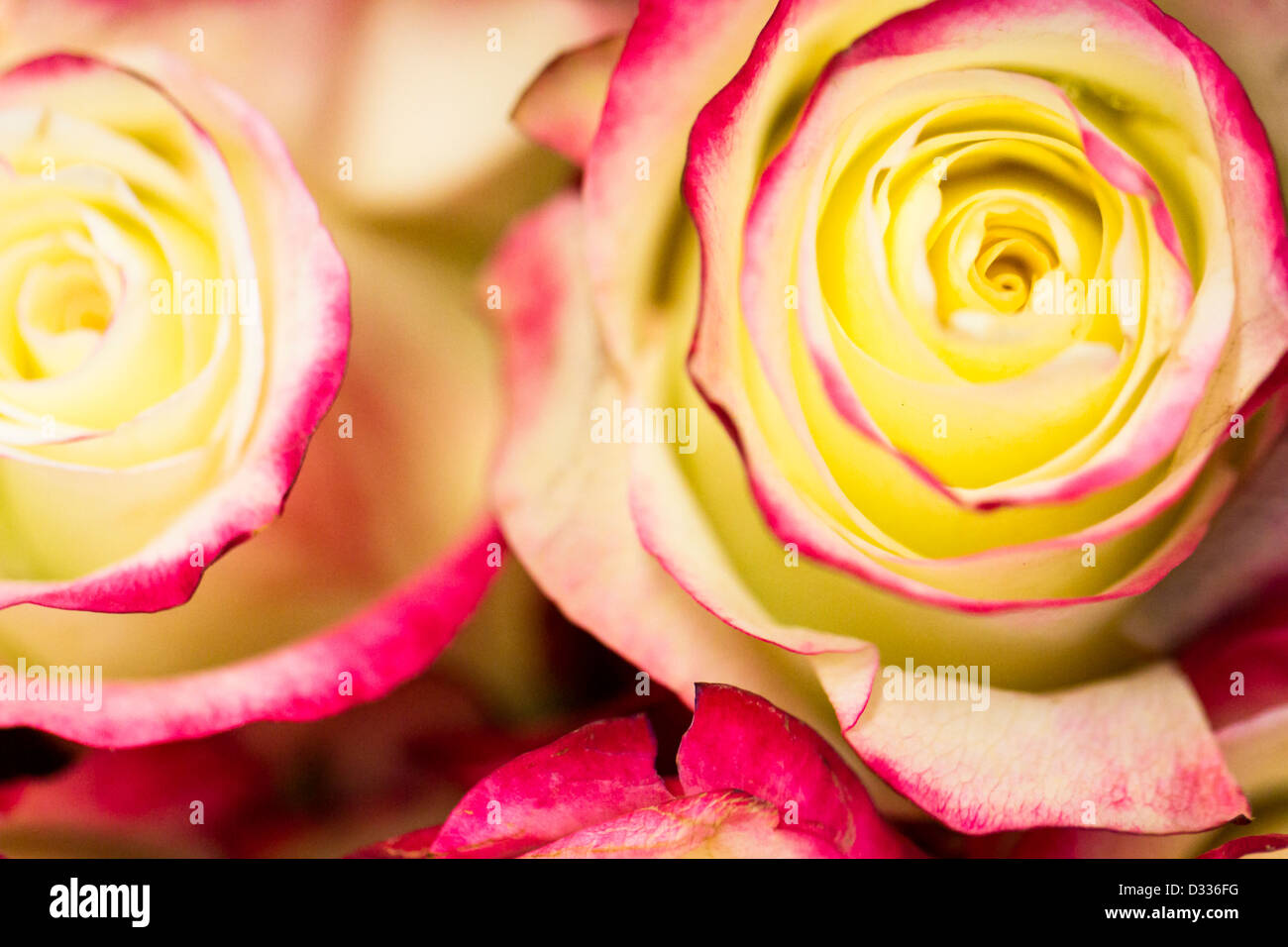 Fresh cut roses ready for Valentine's Day Stock Photo - Alamy