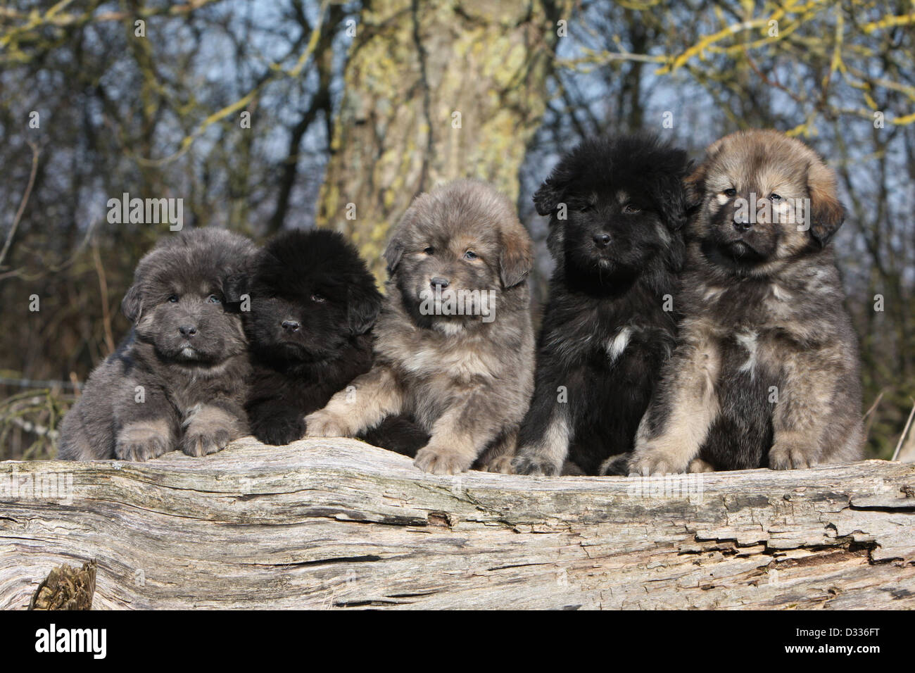 Dog Tibetan Mastiff / do-khyi / Tibetdogge five puppies different ...