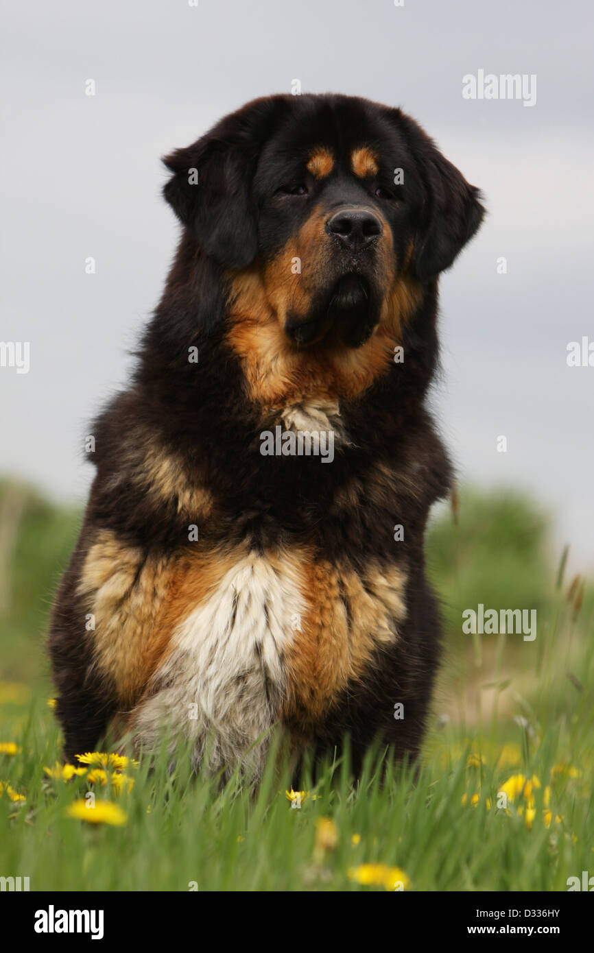 Tibetan Mastiff Tiger Head