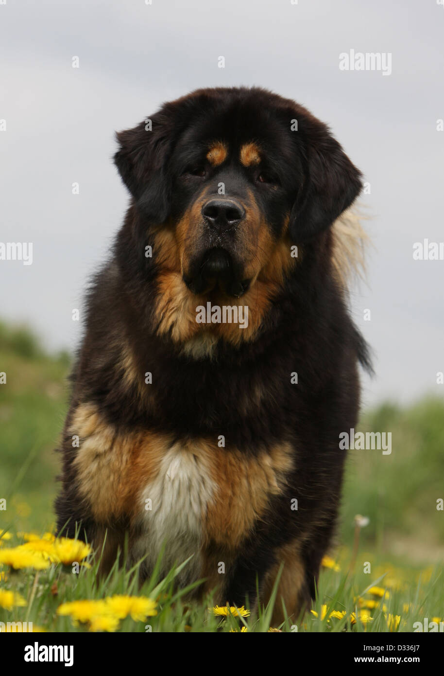 Tibetan Mastiff Vs Tiger Tibetan Mastiff PDSA