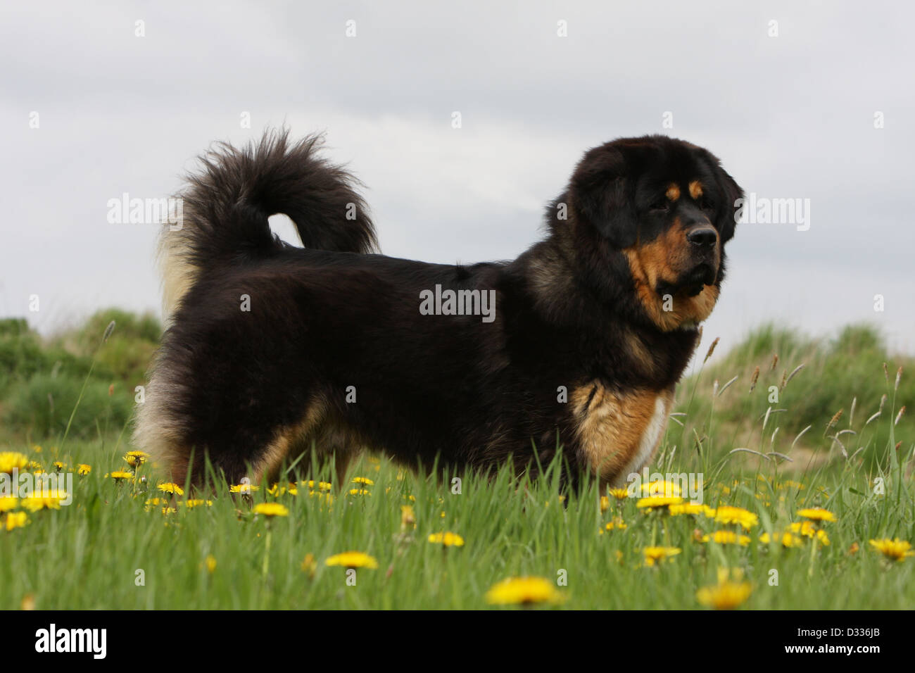 Dog Tibetan Mastiff / do-khyi / Tibetdogge adult standing in a meadow ...