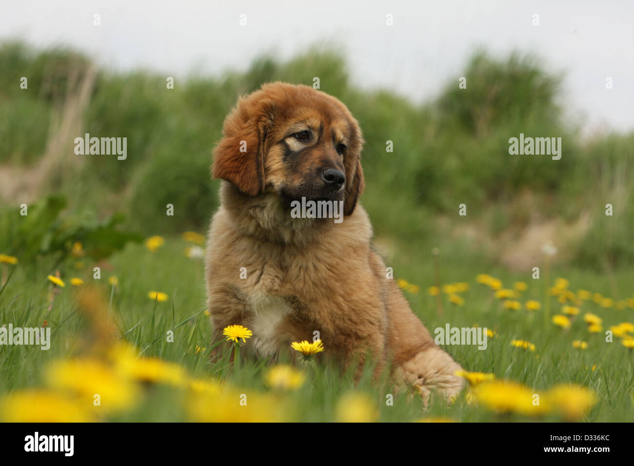 Dog Tibetan Mastiff / do-khyi / Tibetdogge puppy sitting in a meadow ...
