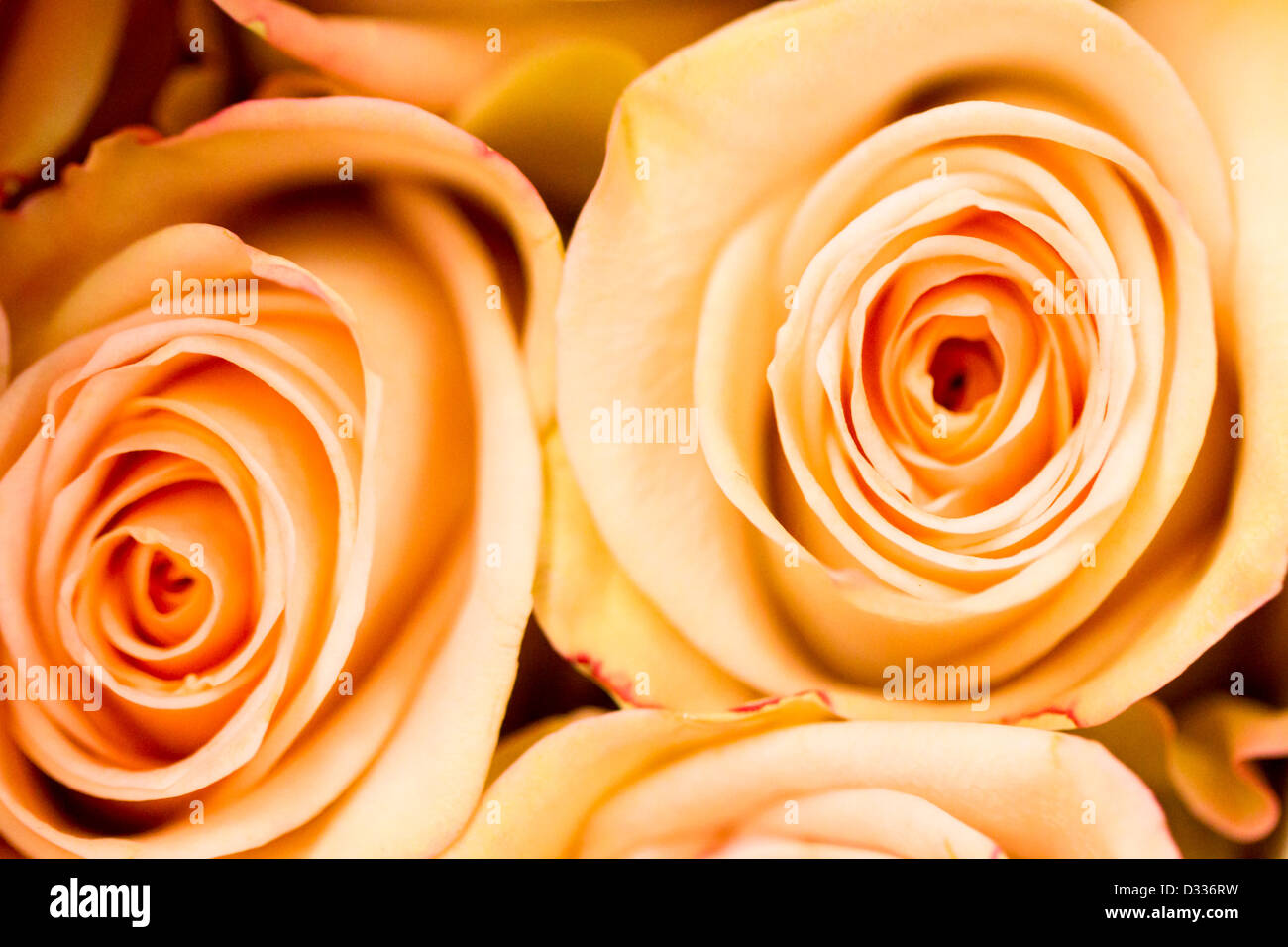 Fresh cut roses ready for Valentine's Day Stock Photo - Alamy