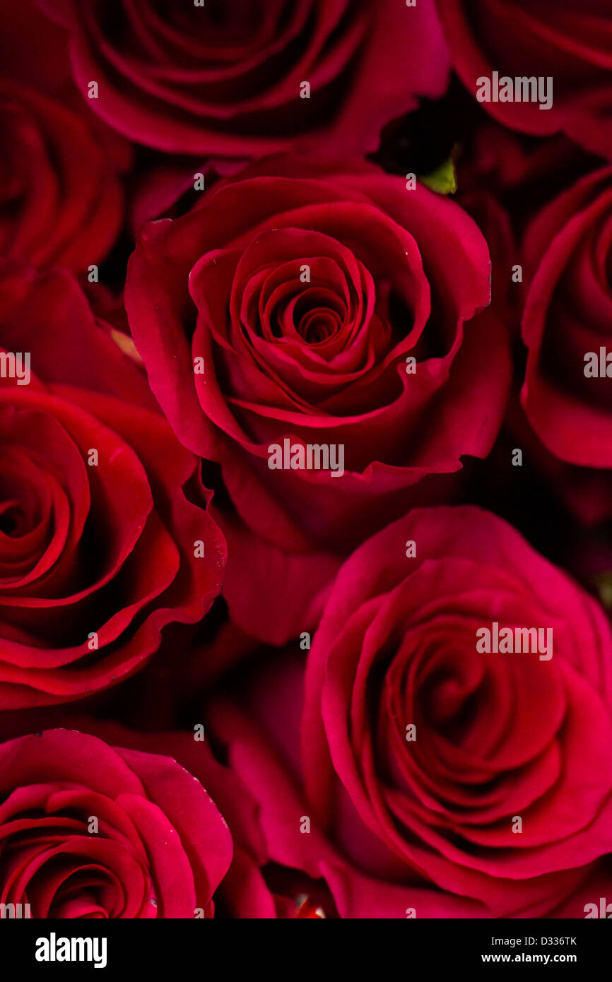 Fresh cut roses ready for Valentine's Day Stock Photo - Alamy